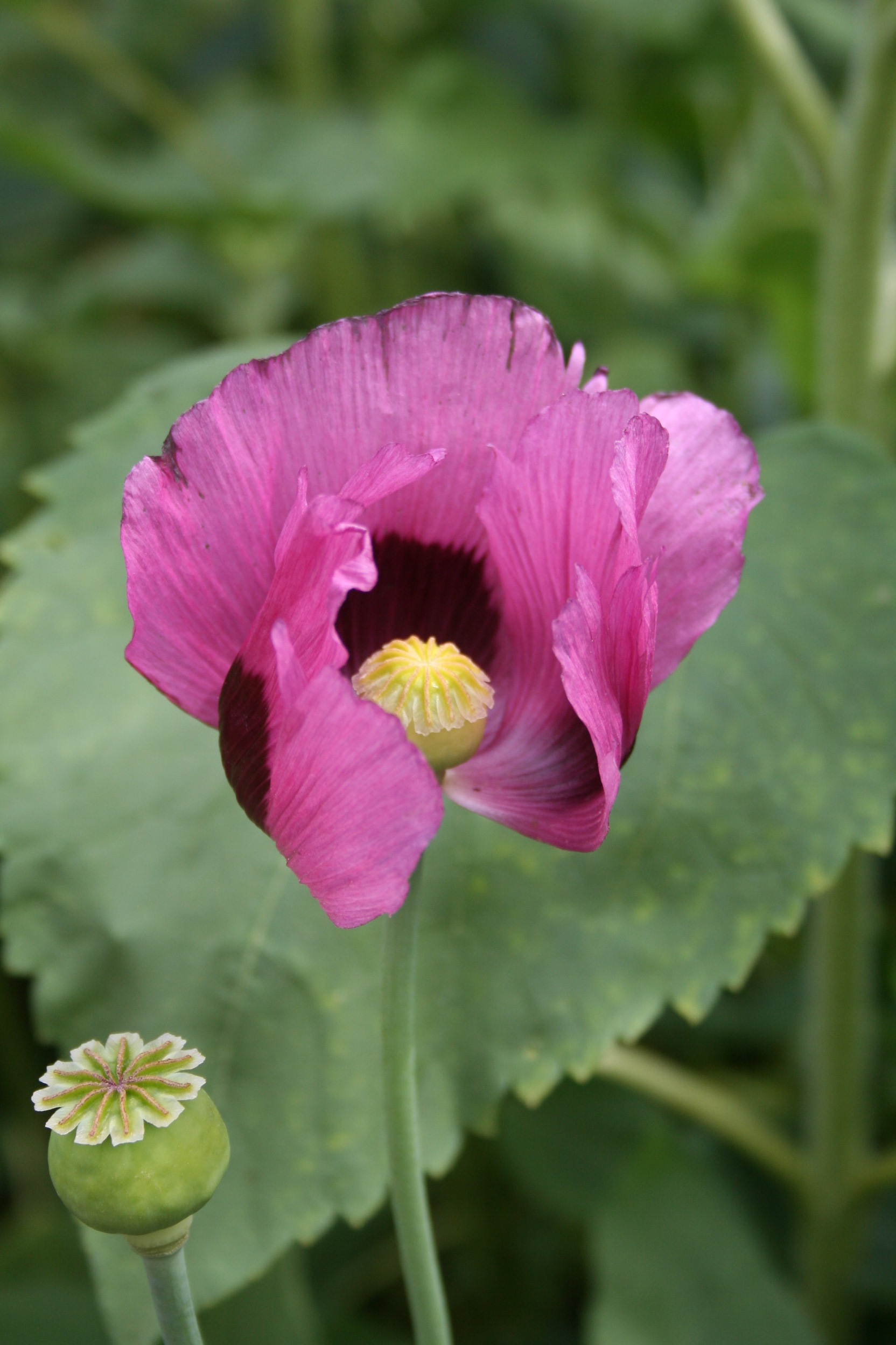 Flower Poppy Summer free image download