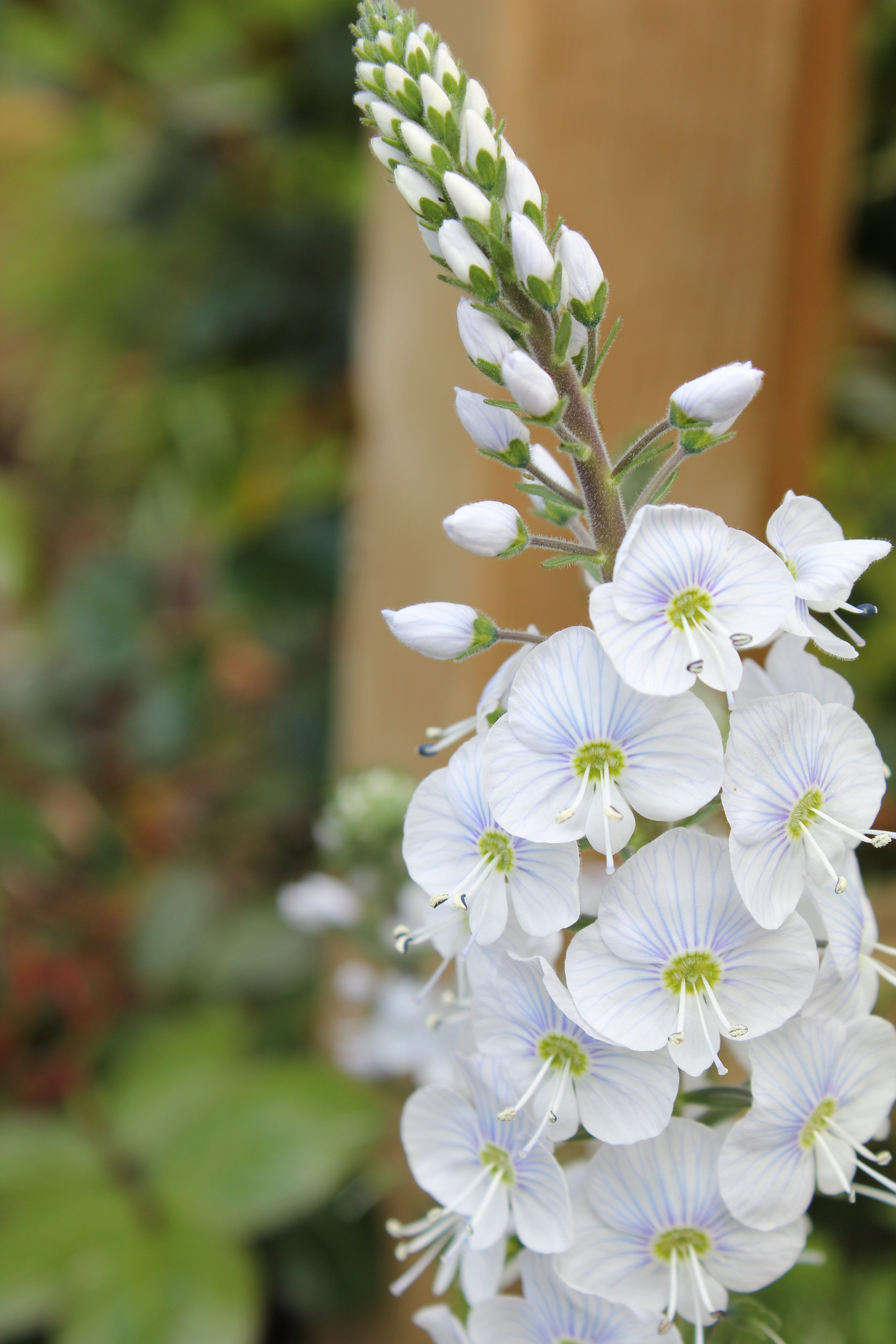 Veronica Flower Speedwell free image download
