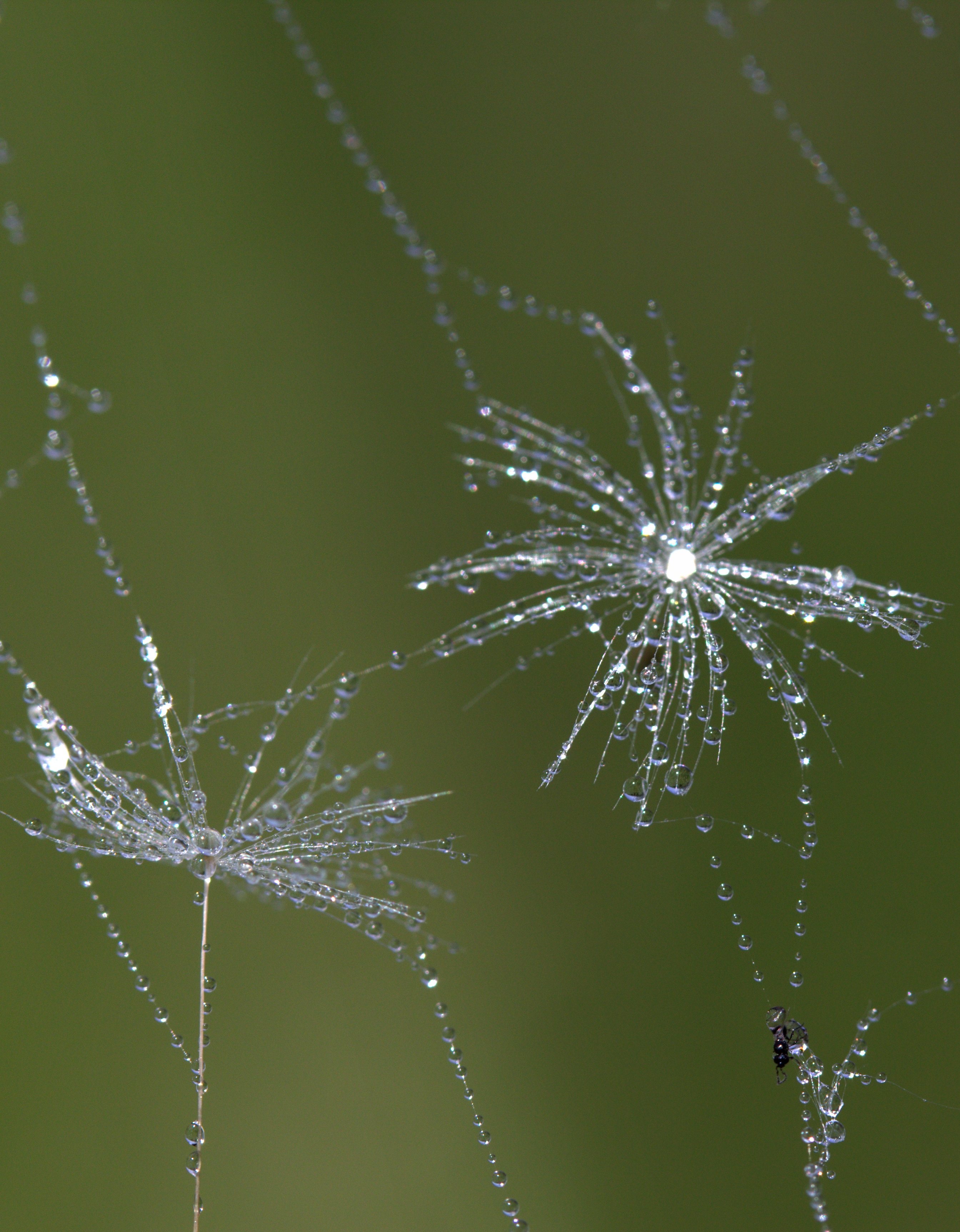 Dandelion Spider Web Drops closeup photo free image download