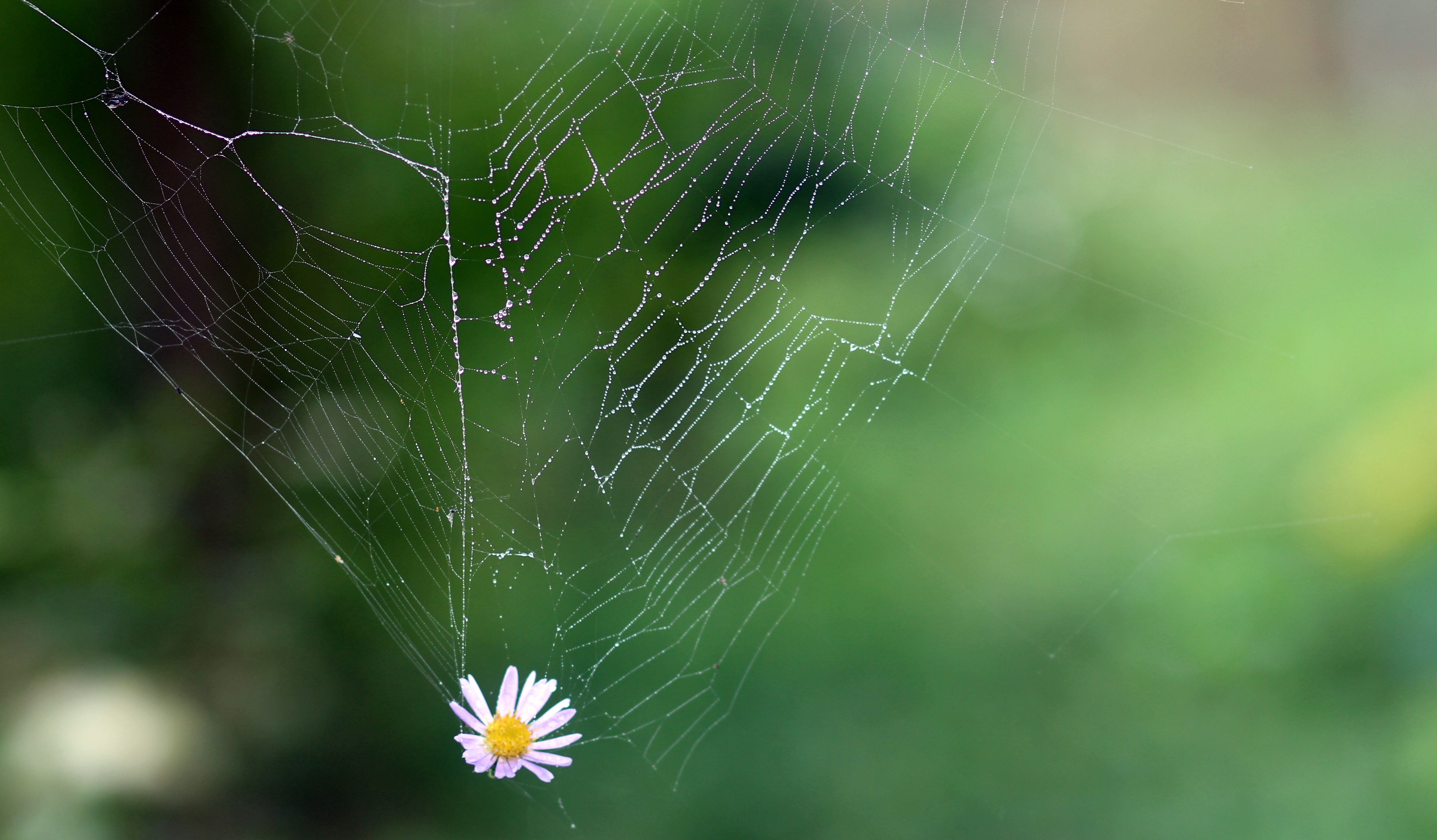 Spider Web Flower free image download