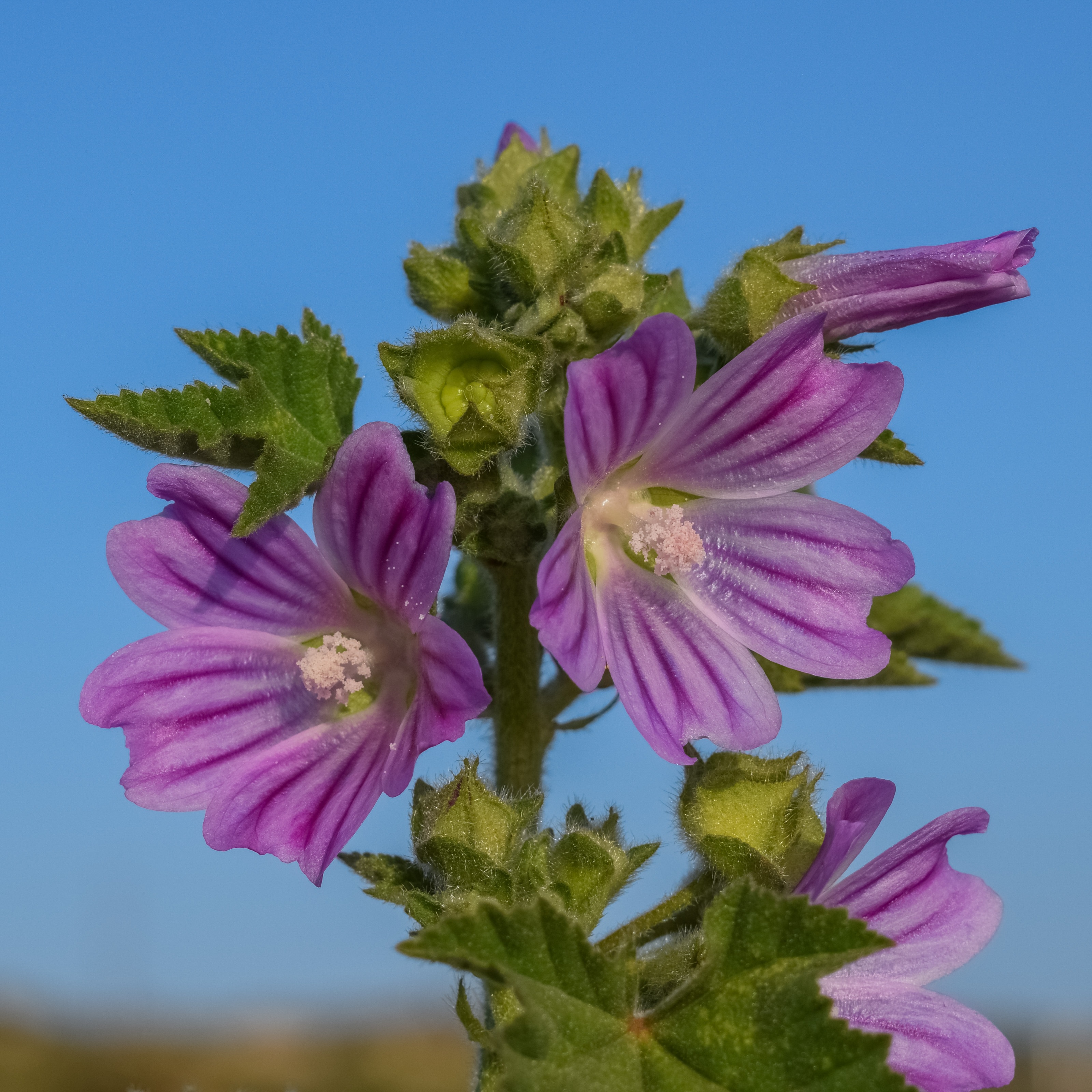 Malva Sylvestris Wildflower Nature free image download