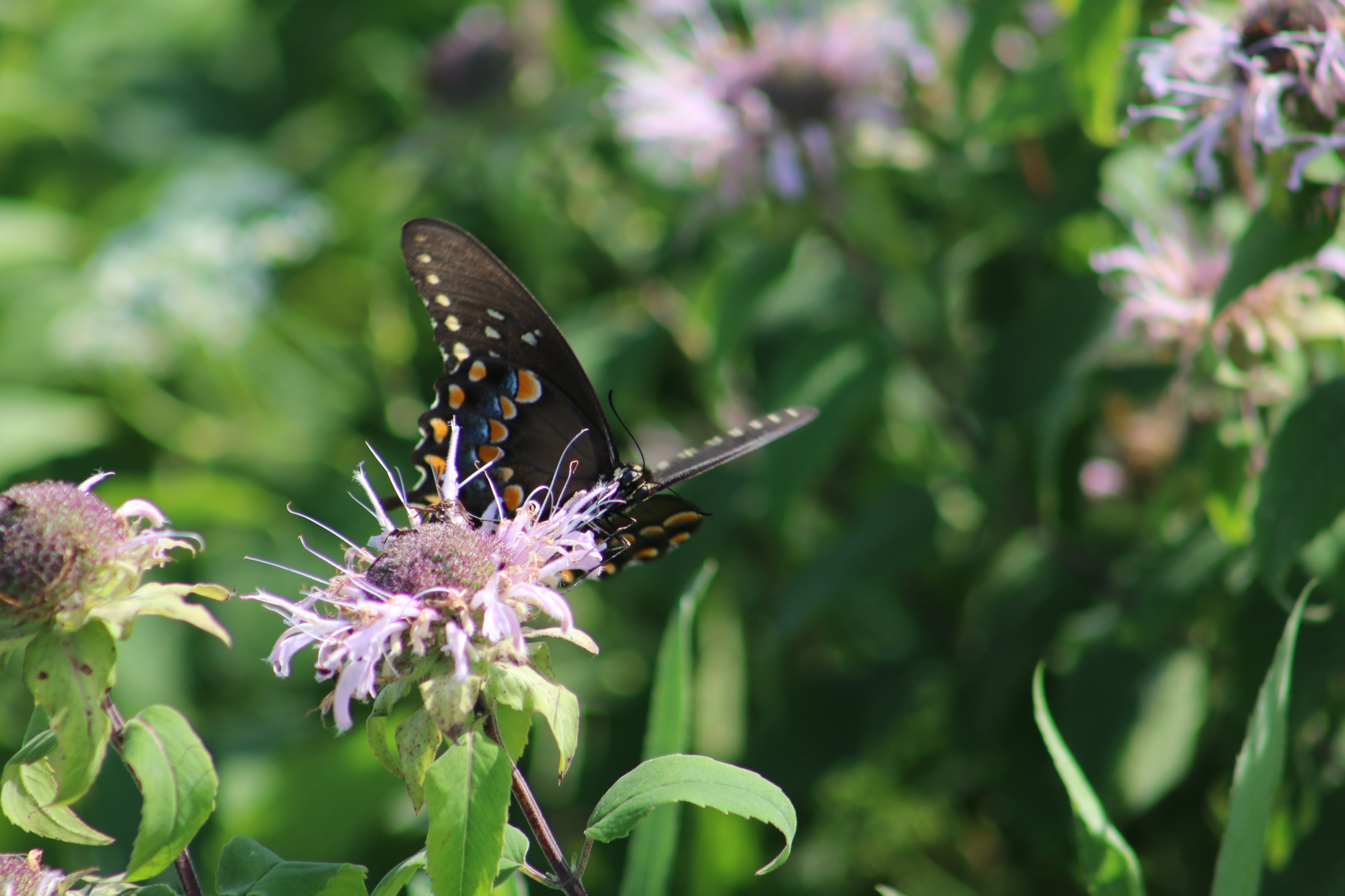 Butterfly Flower free image download