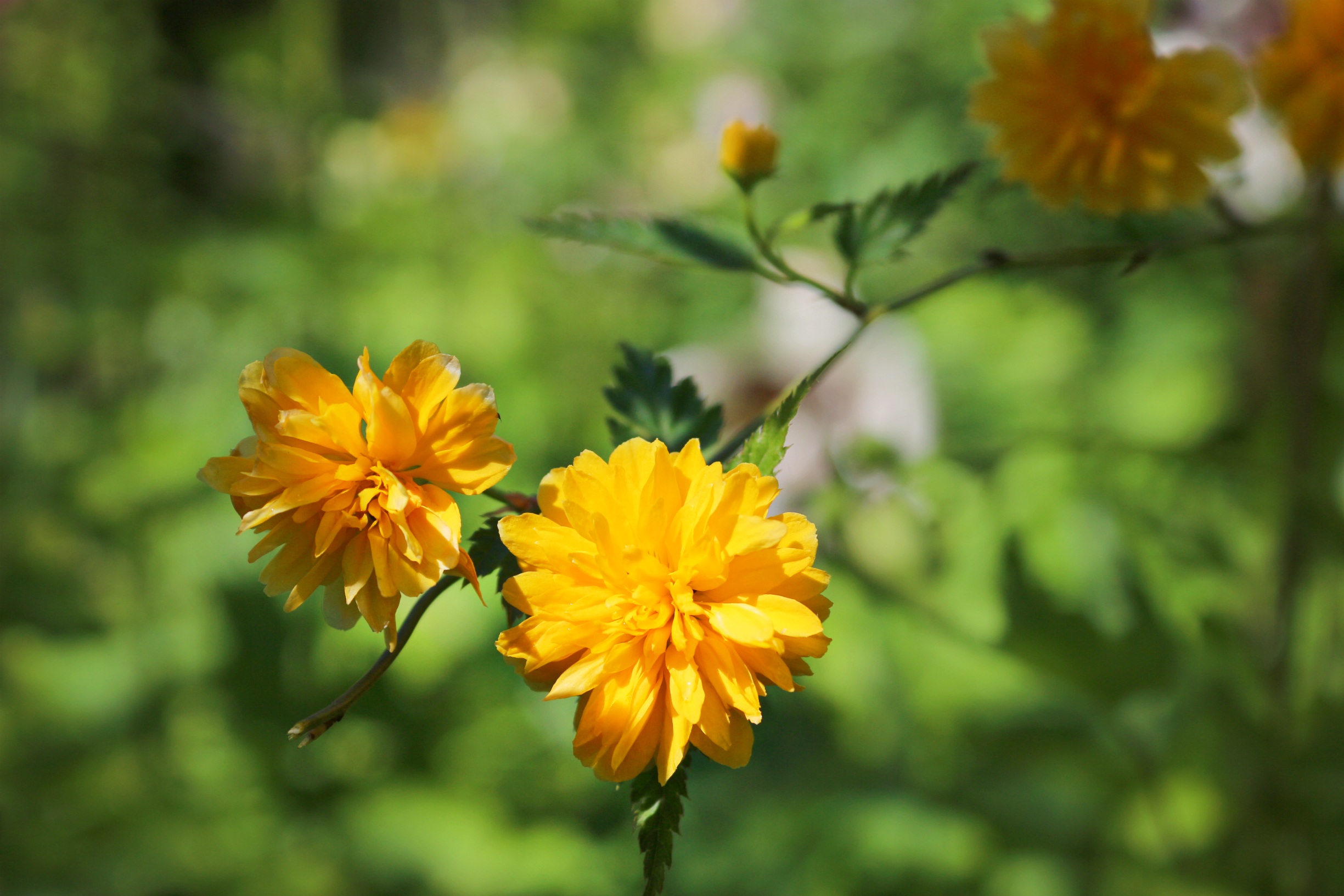 Flowers Green Yellow free image download