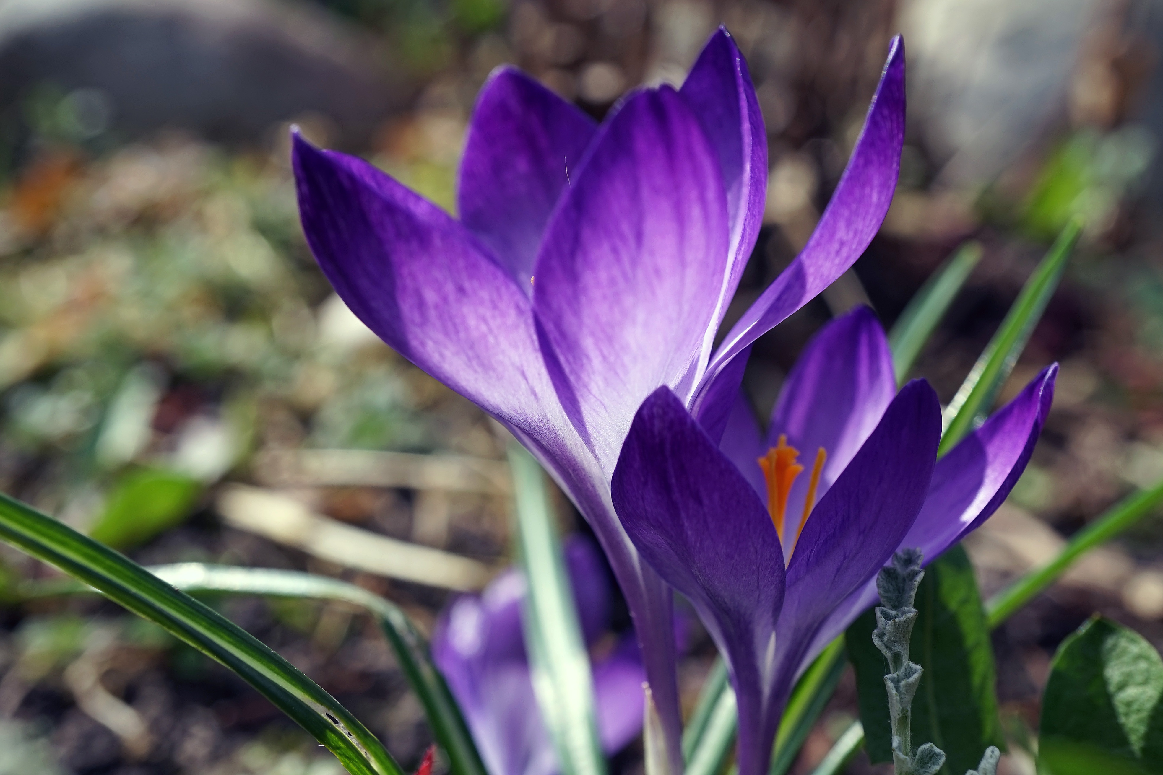 Crocus Spring Early Bloomer free image download