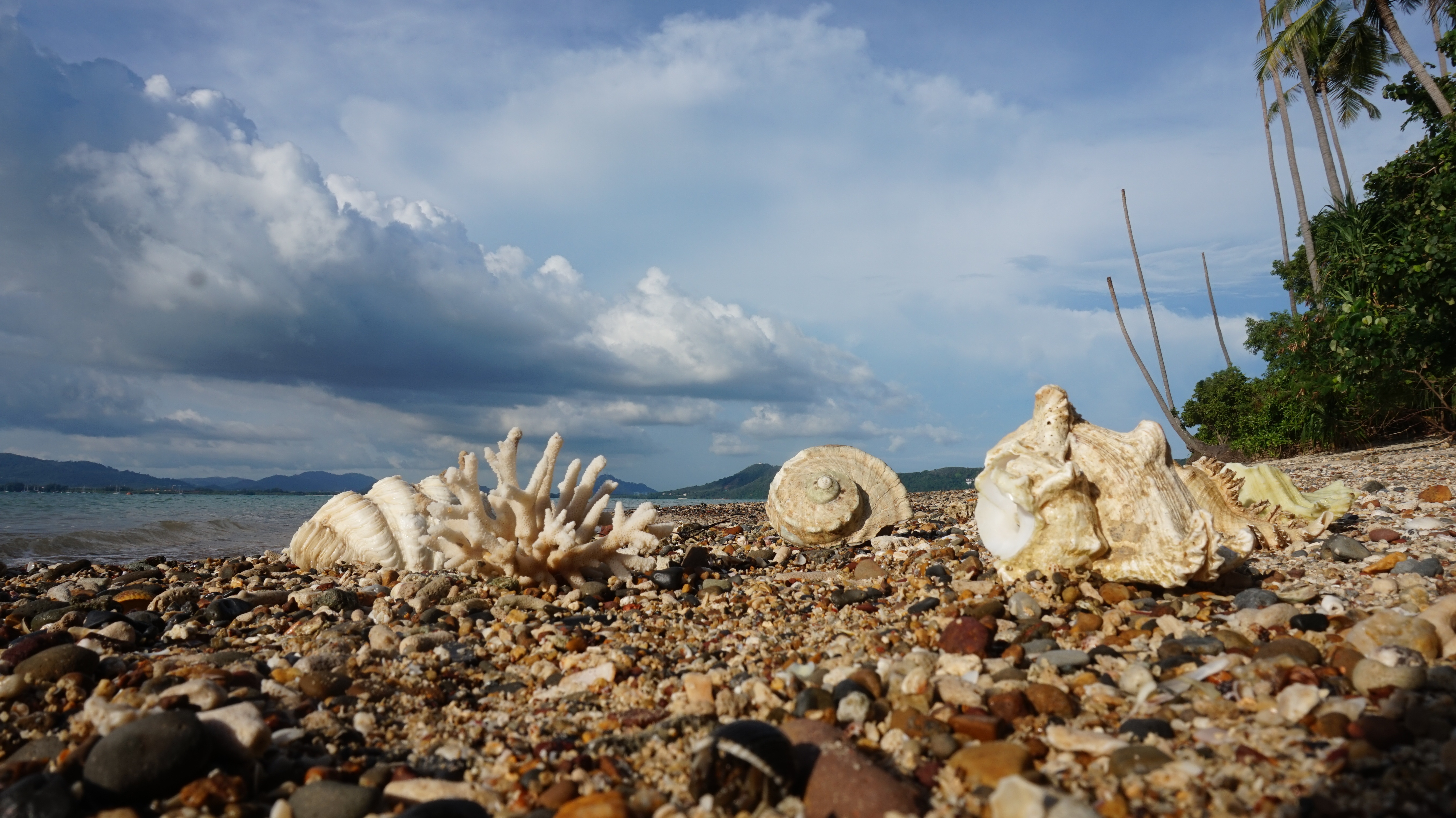 Shells Beach free image download