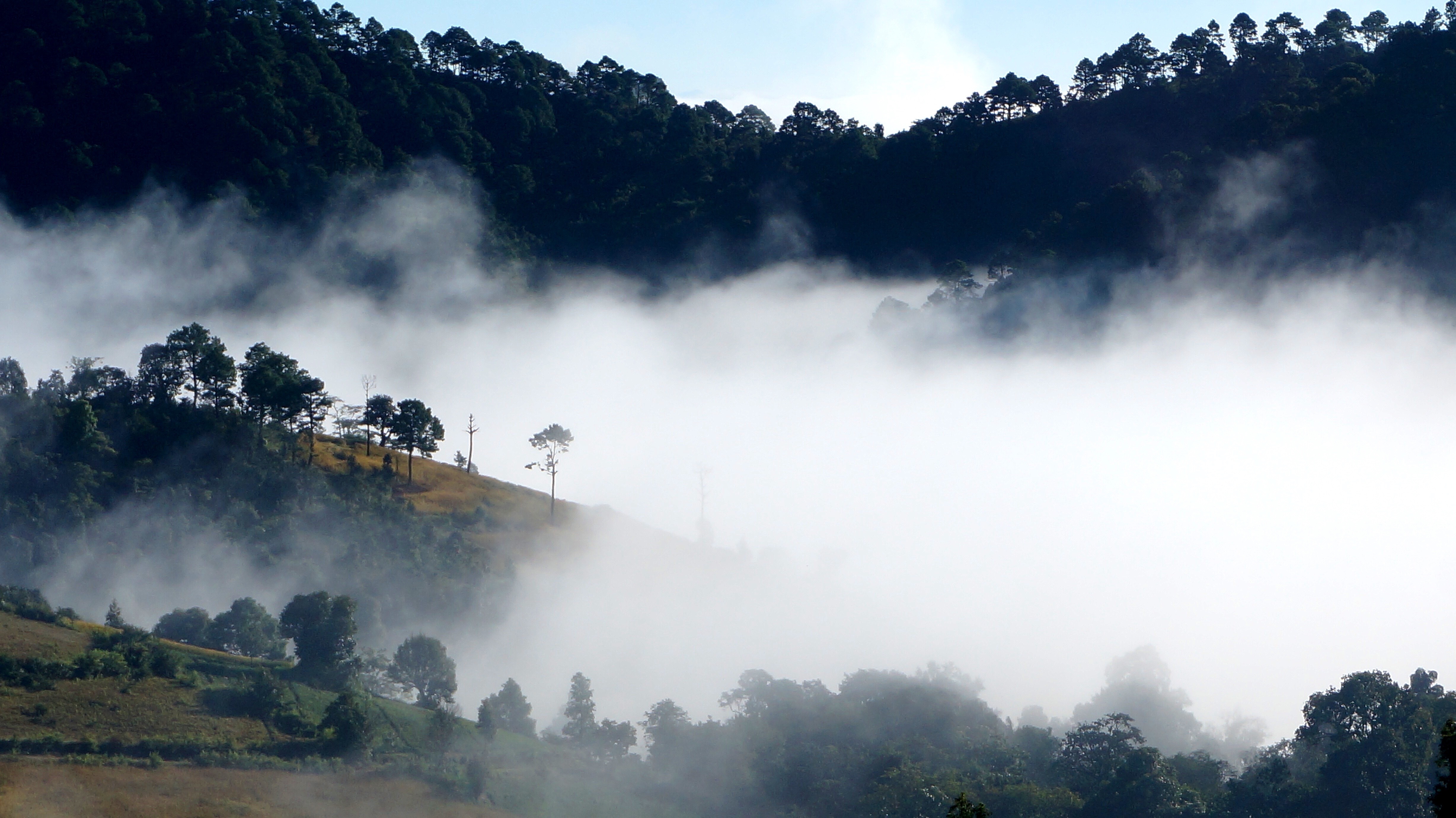 Fog Landscape Mist free image download