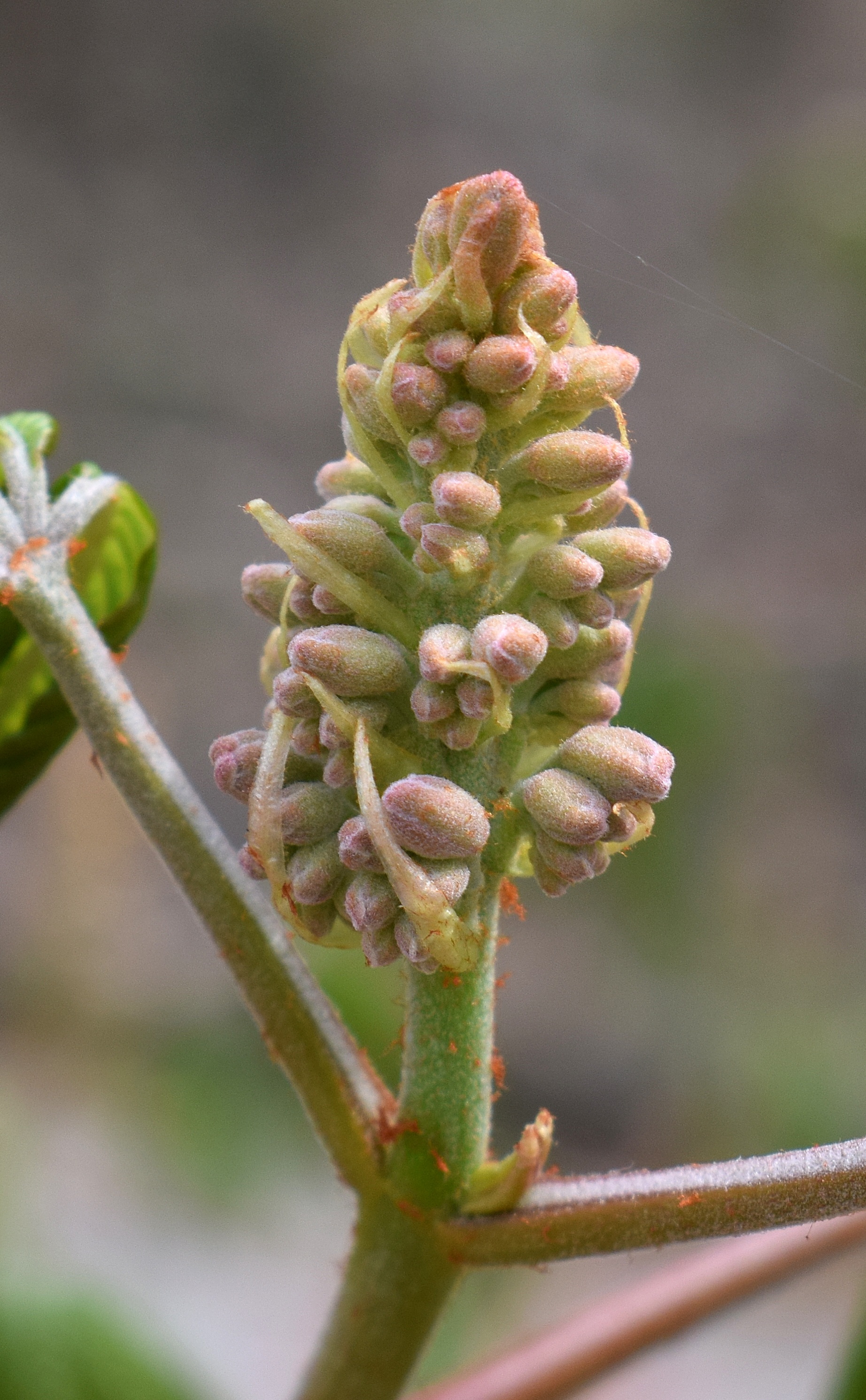 Flower Spike Japanese Chestnut free image download