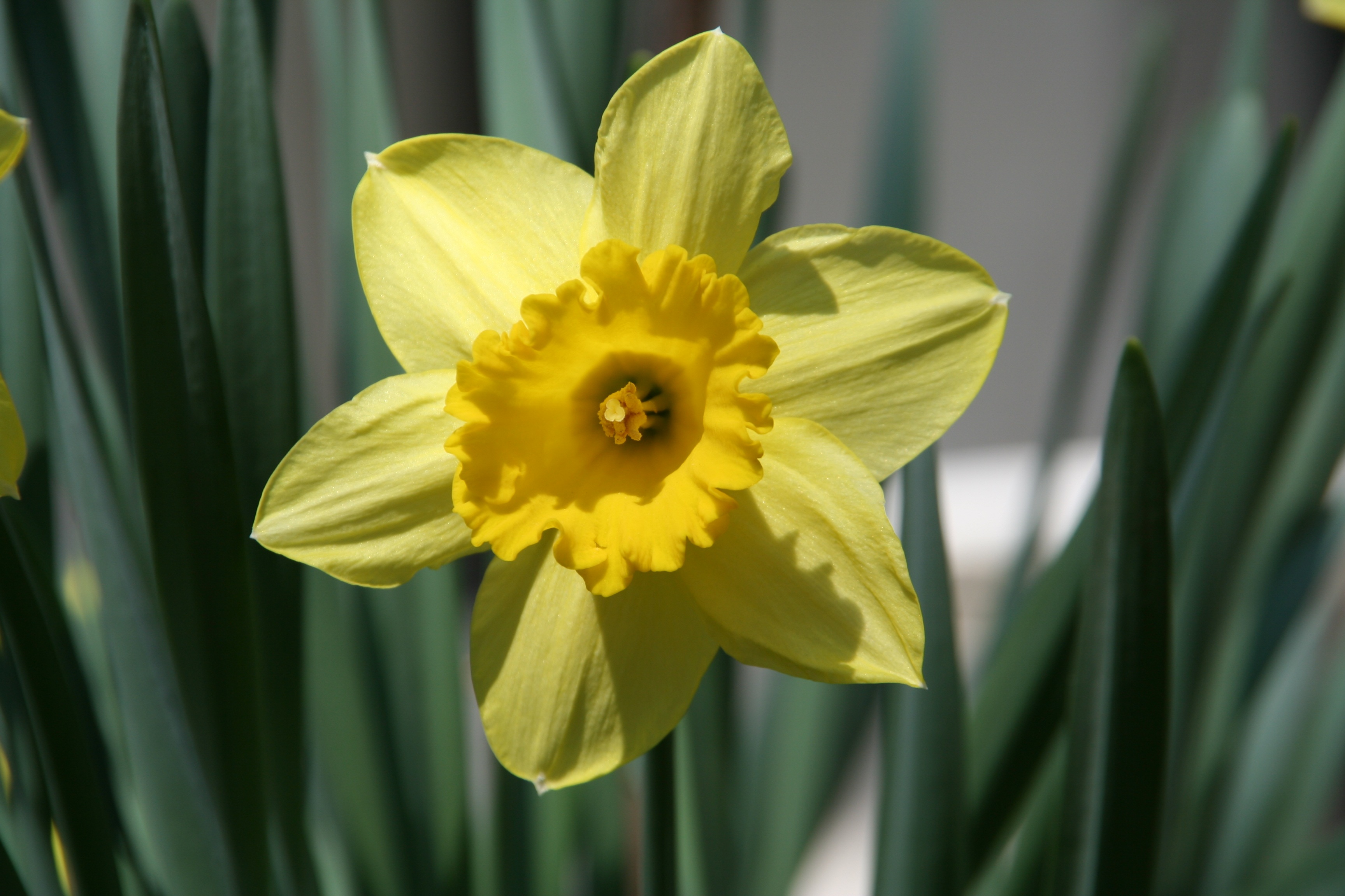 Flower Spring Nature free image download