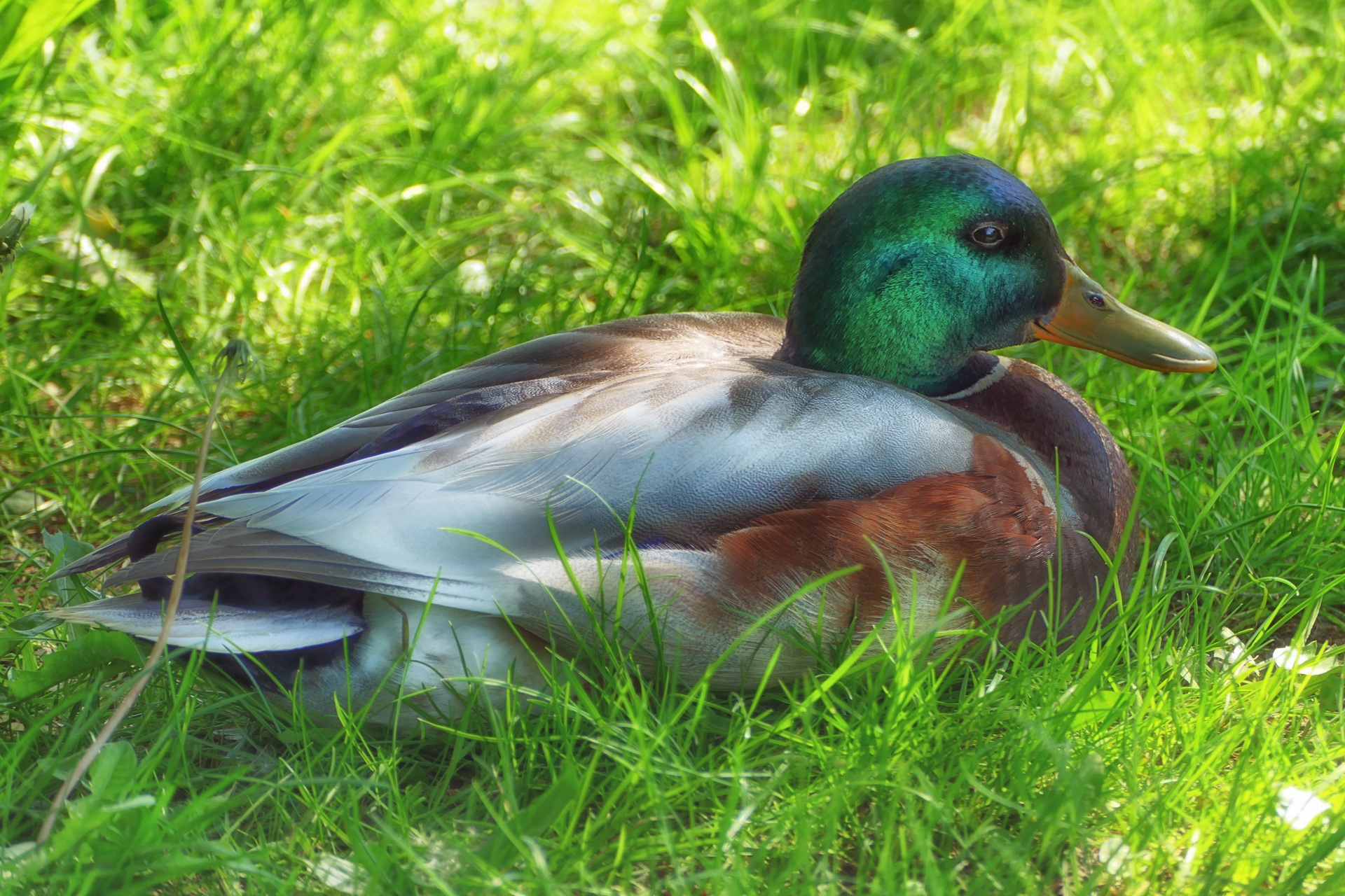 Duck Mallard Drake free image download