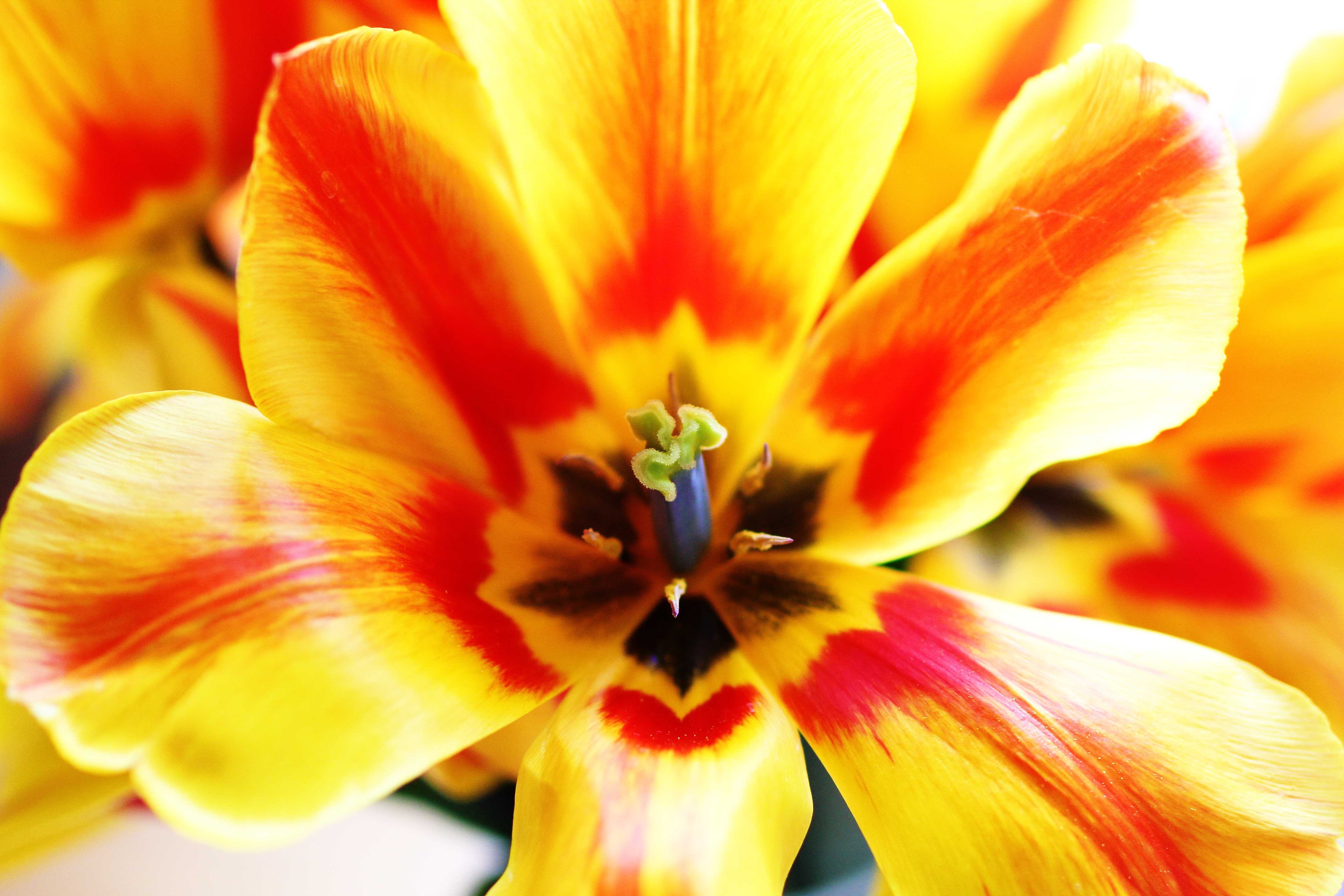 Flowers Spring Colors free image download