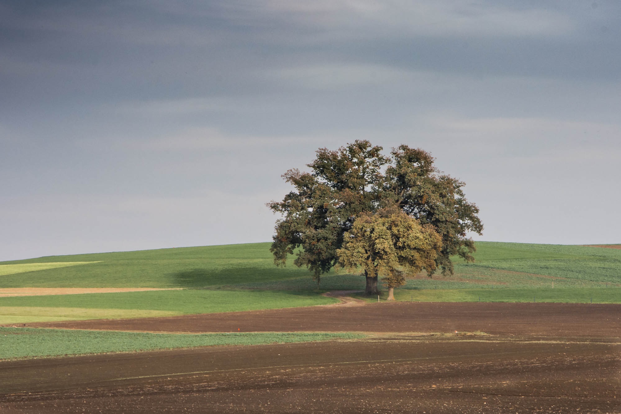 Tree Landscape Nature free image download