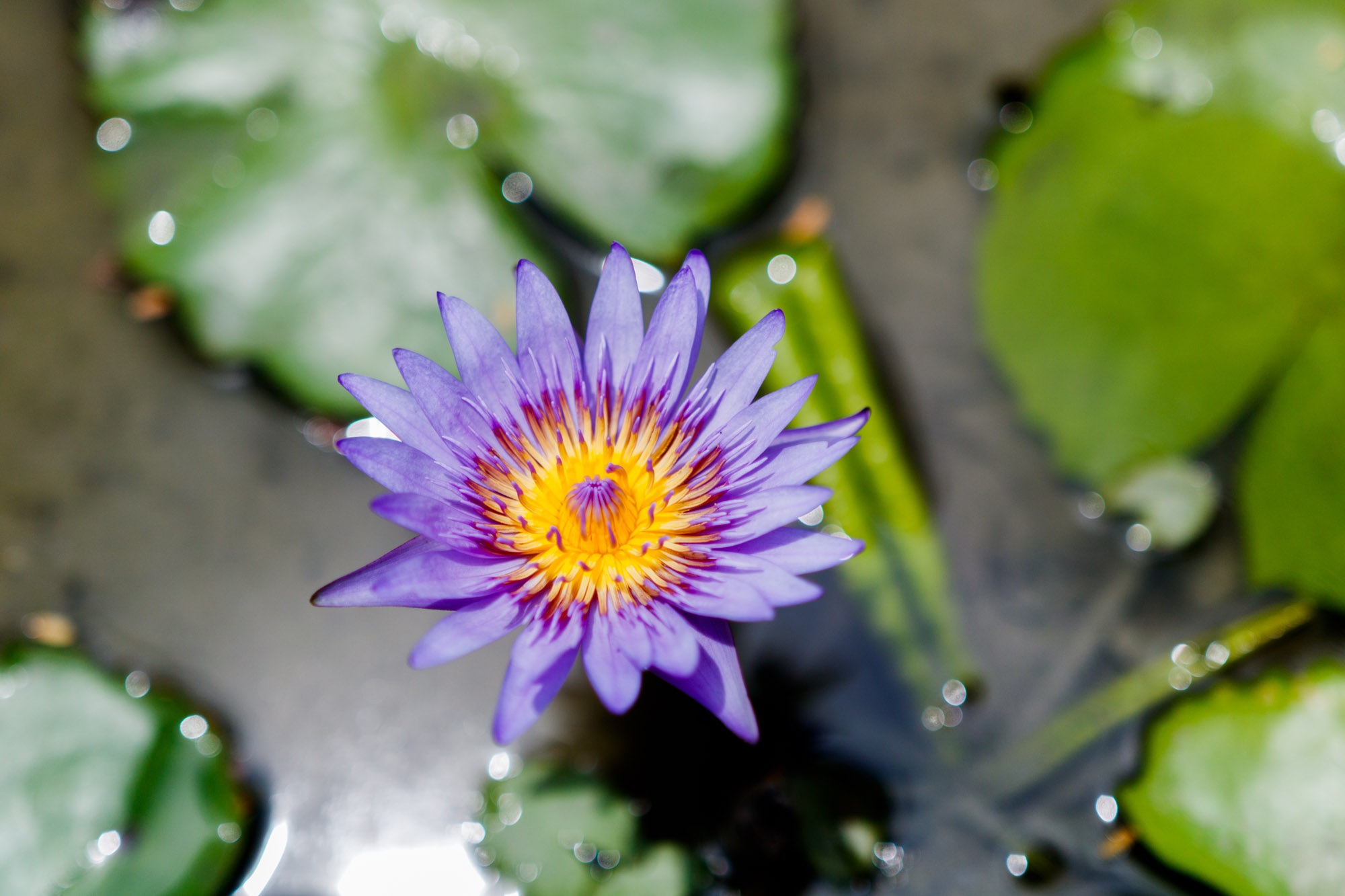 Flower Water Lily free image download