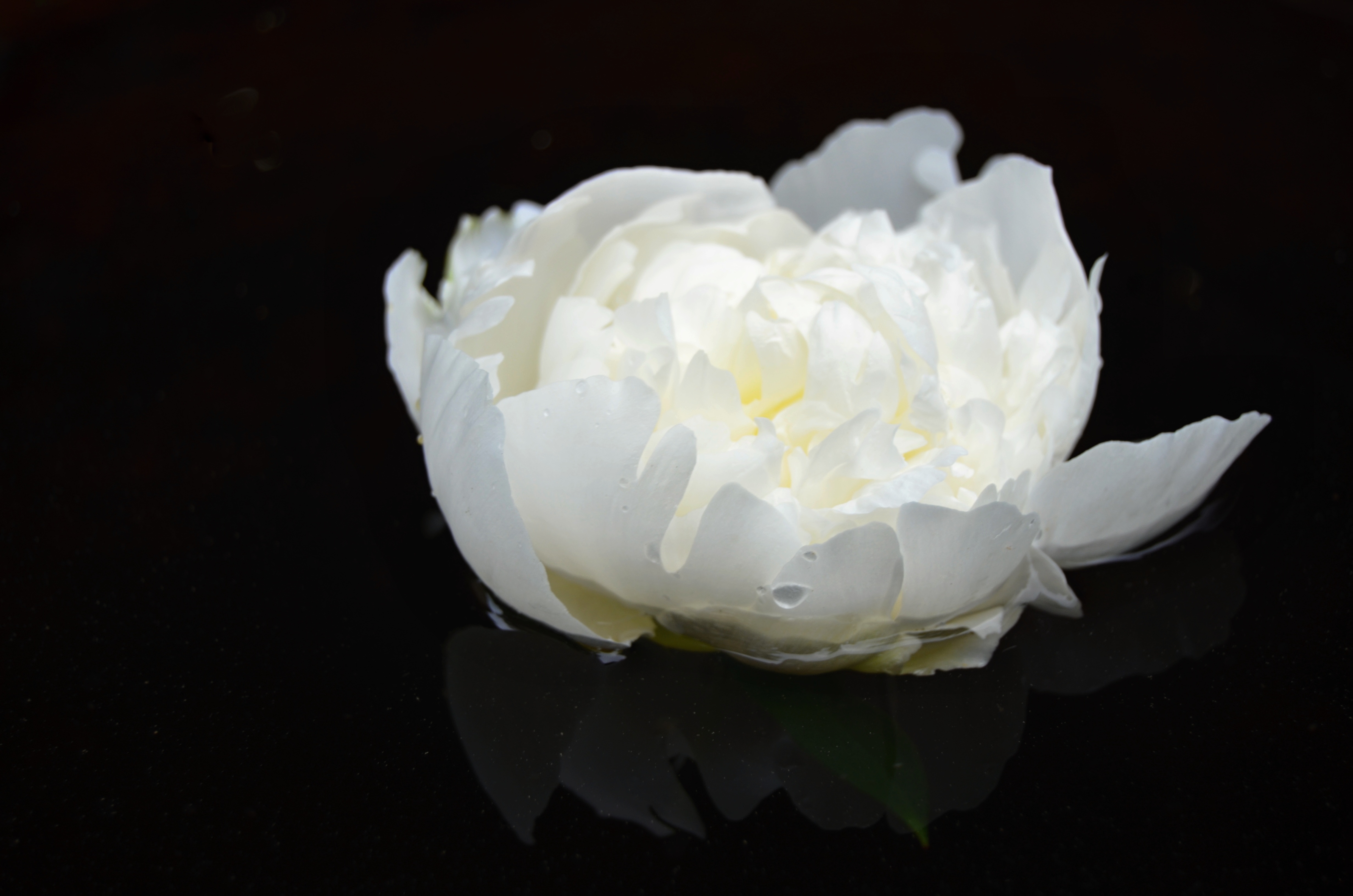 White Flower Summer blooming free image download