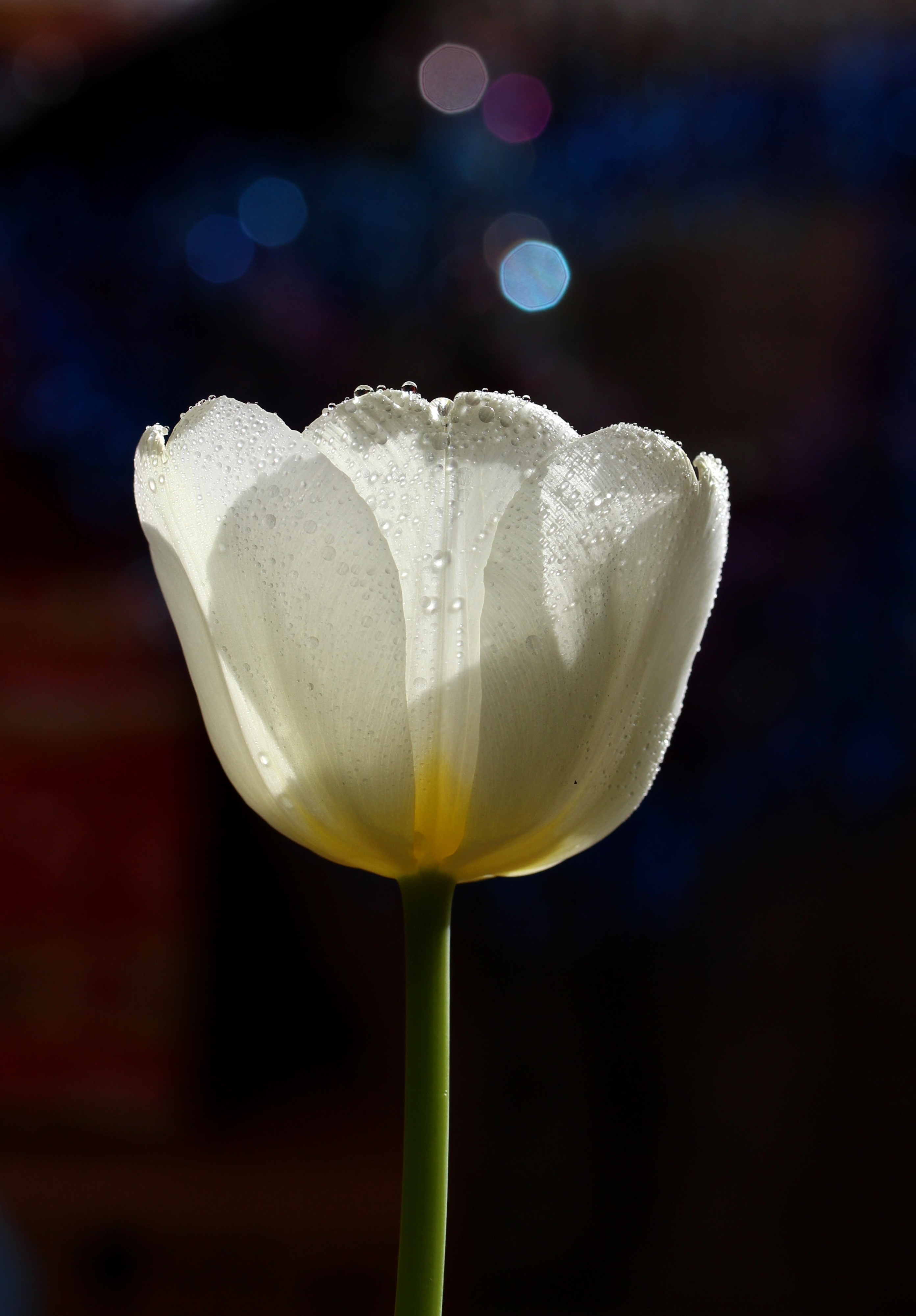 Tulip White Drops free image download