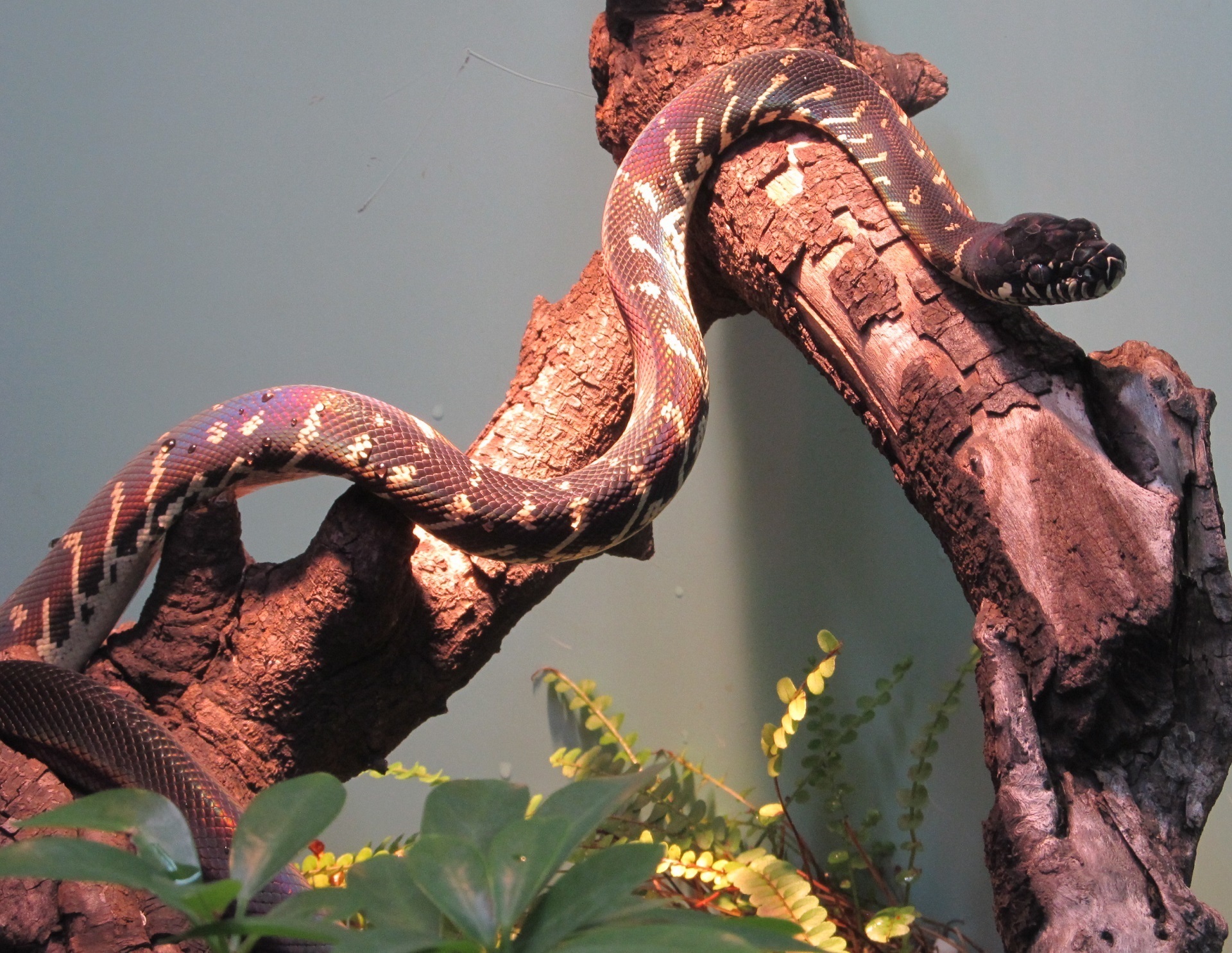 Boelens Python Snake Wildlife free image download