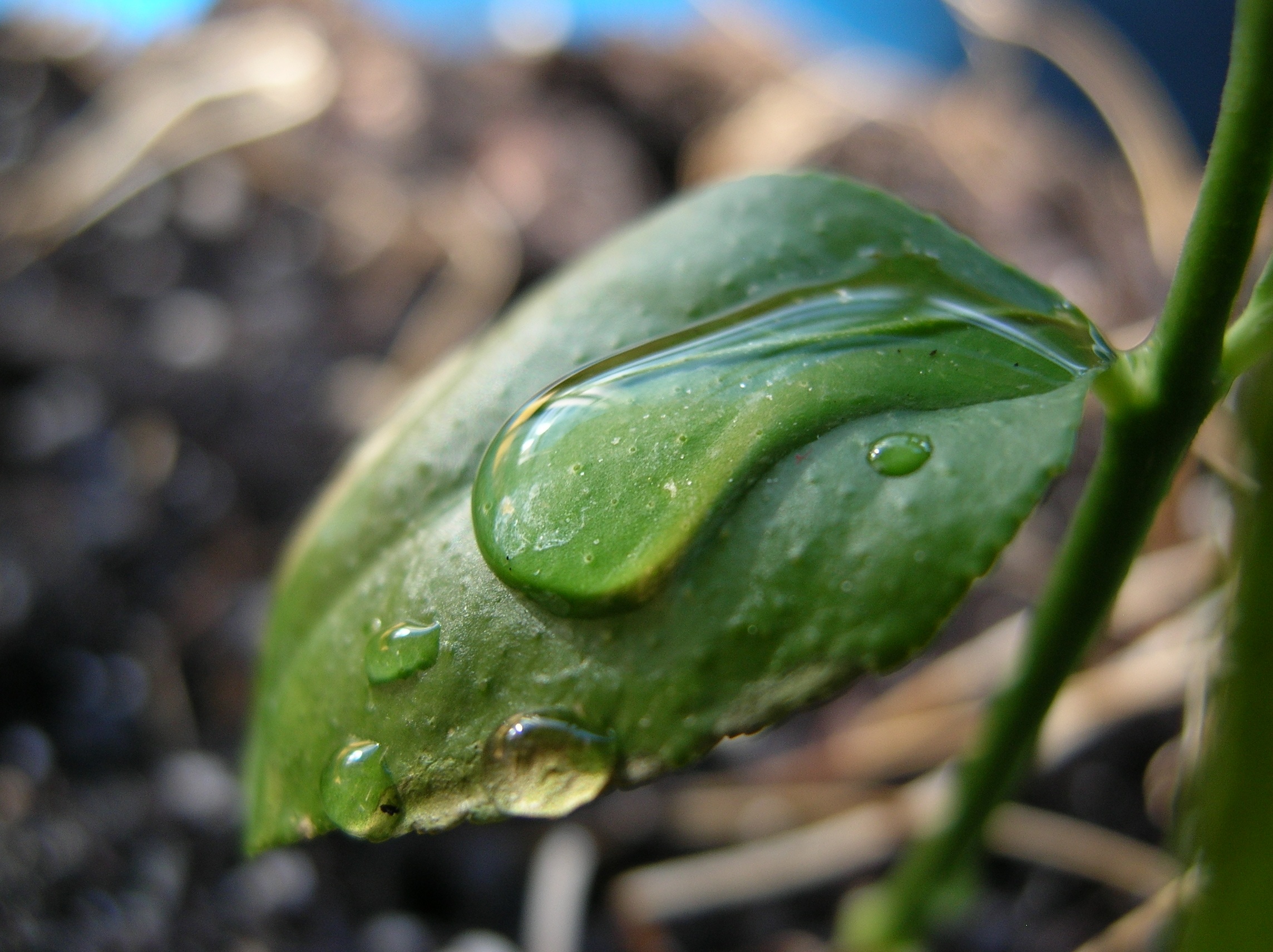 Feather Leaf Closeup free image download