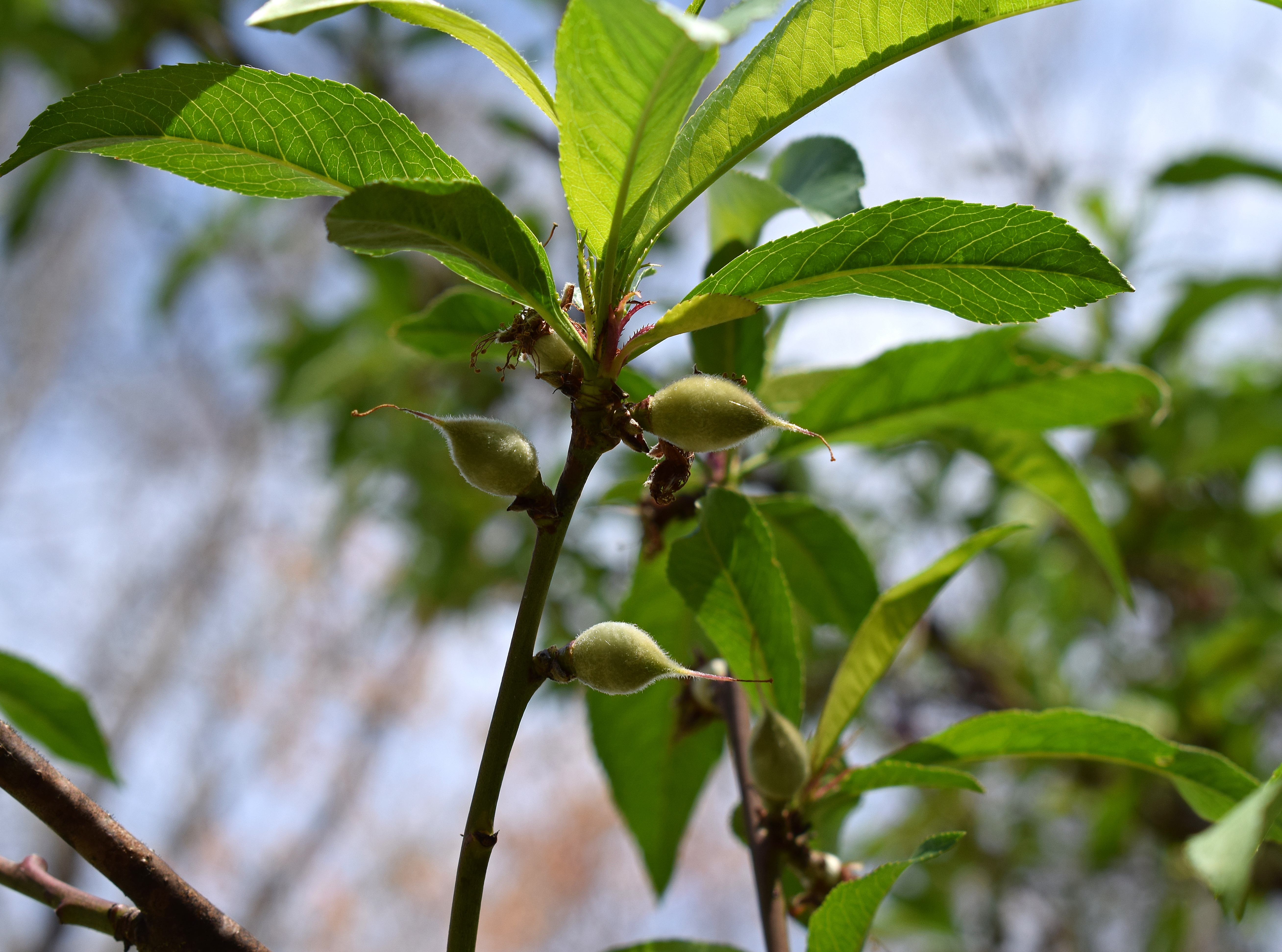 Peaches Peach Tree Unripe free image download