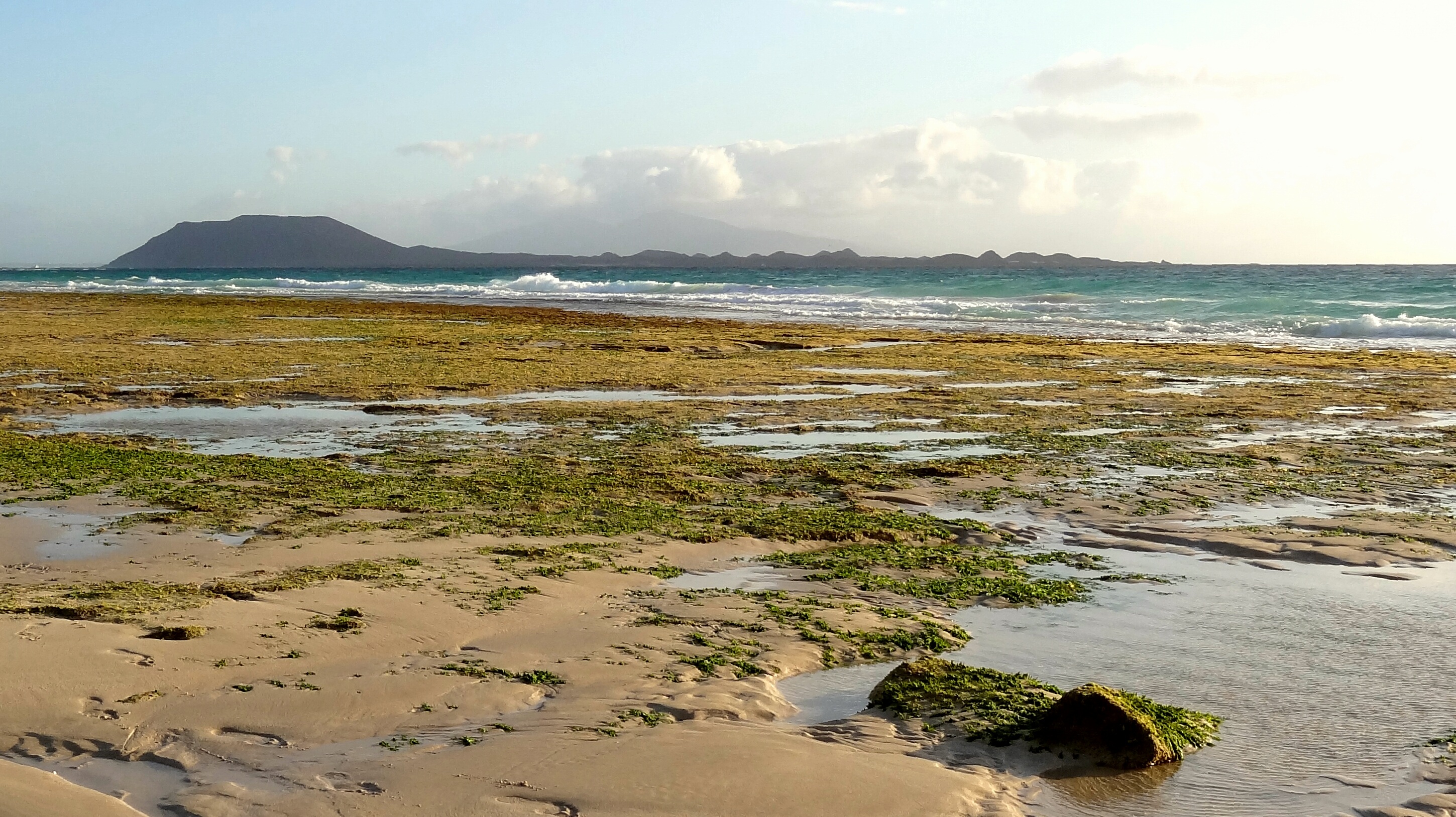 Beach Sand Green free image download