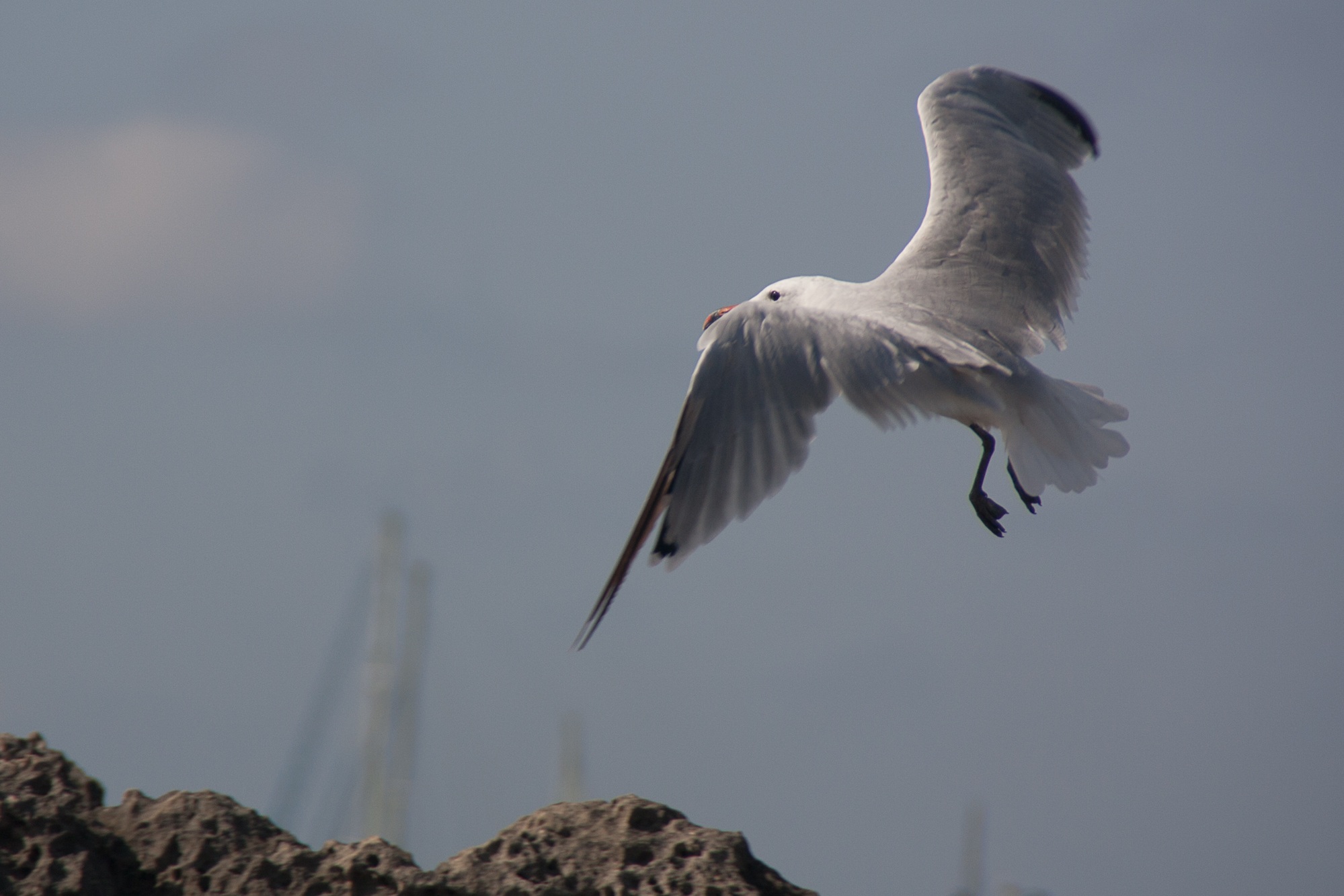 Seagull Beach Fly free image download