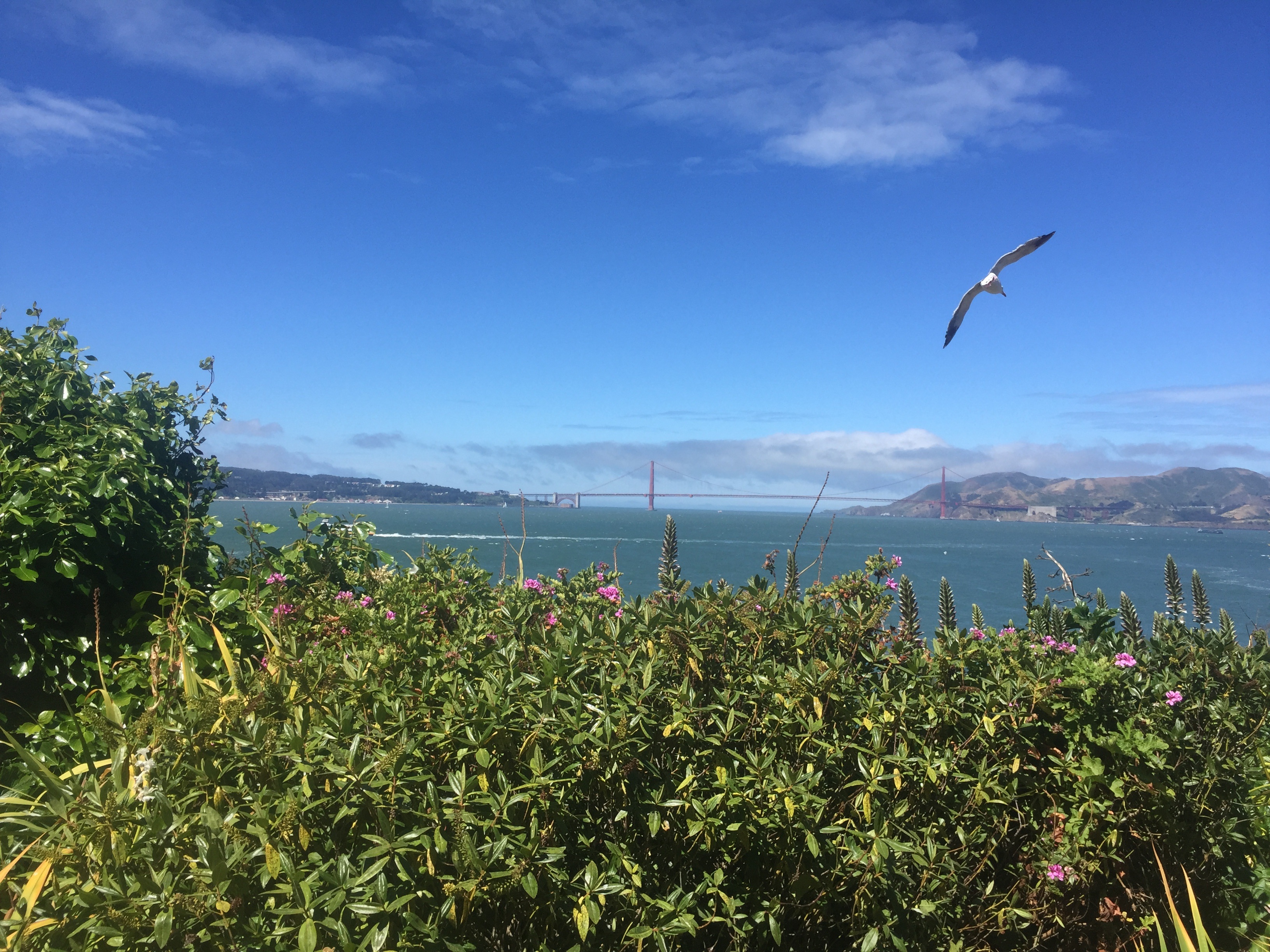 Ocean Nature Bird free image download