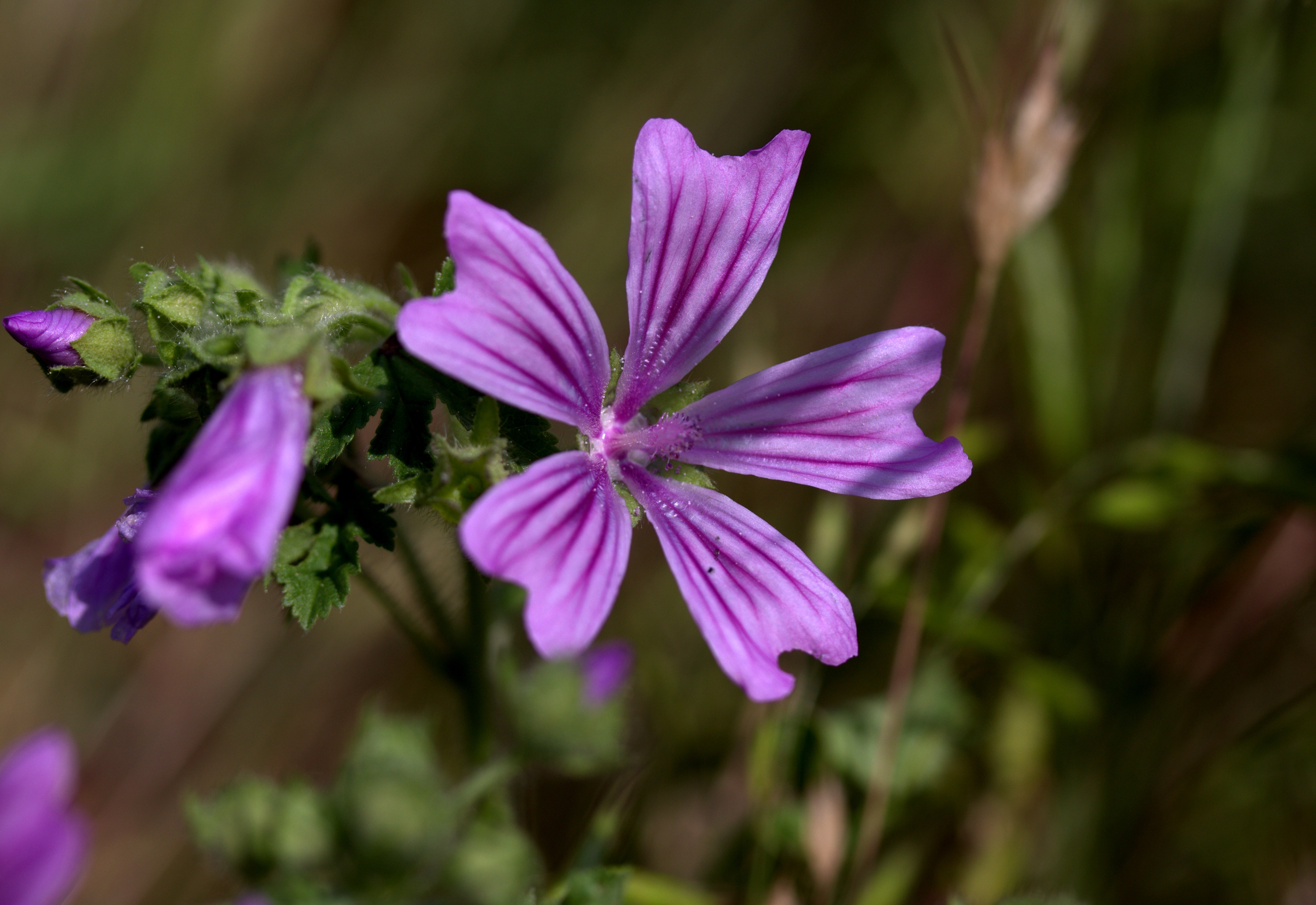 Mallow Flower Mov free image download