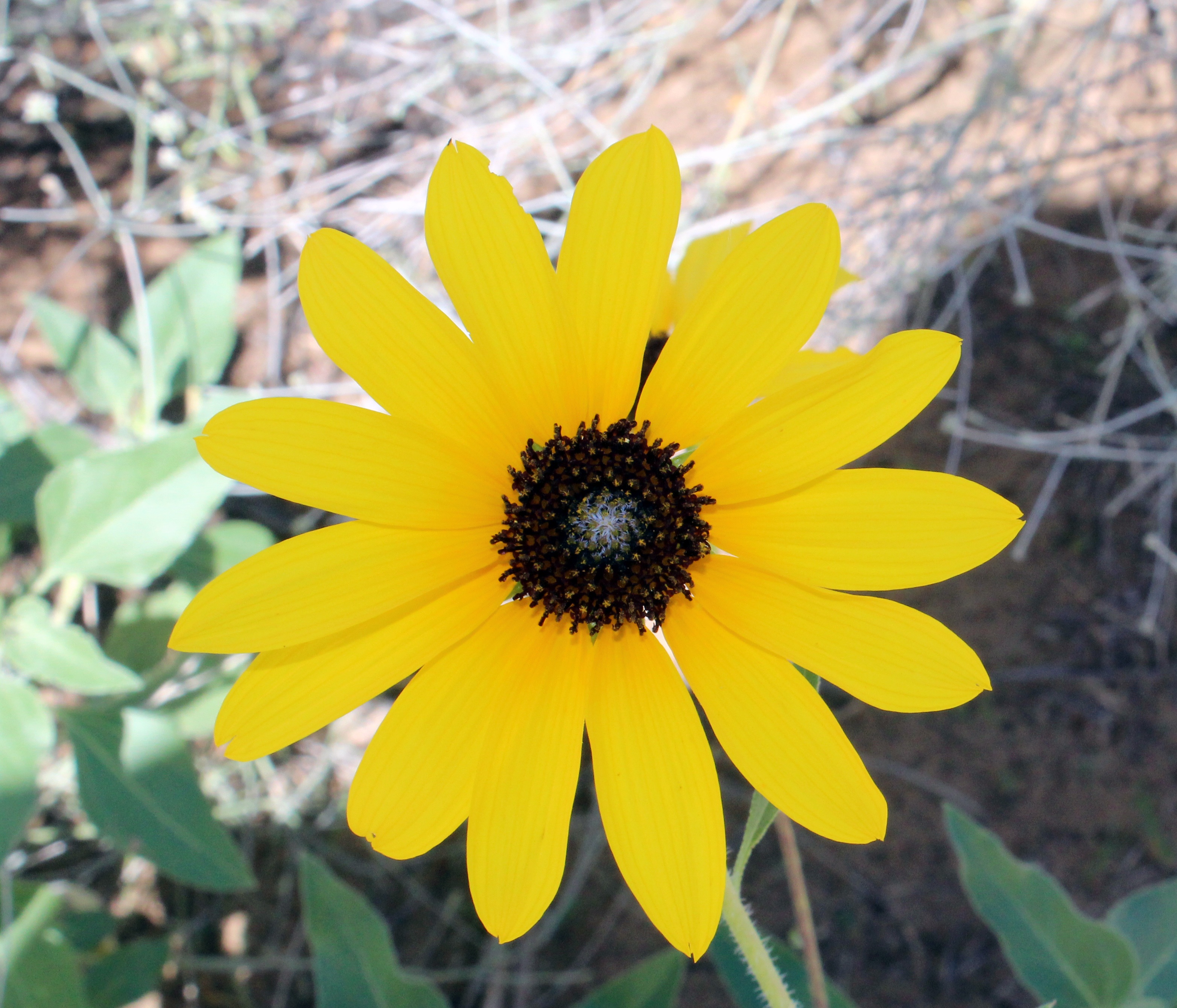 Amica Flower Yellow free image download