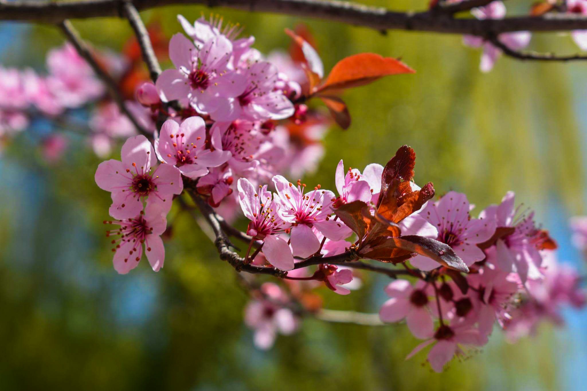 Flower Spring free image download