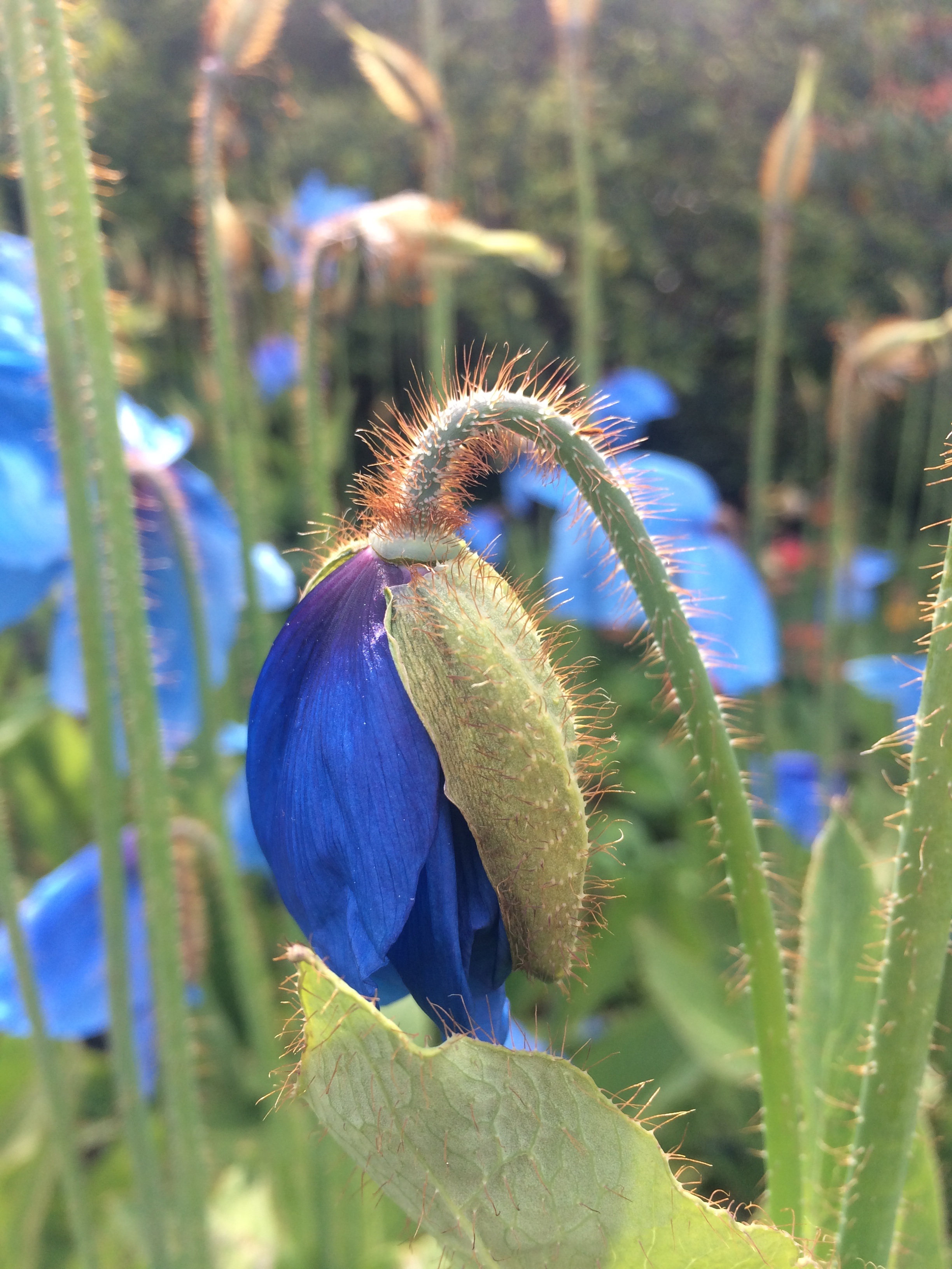 Himalayan Blue Poppy Papaver free image download