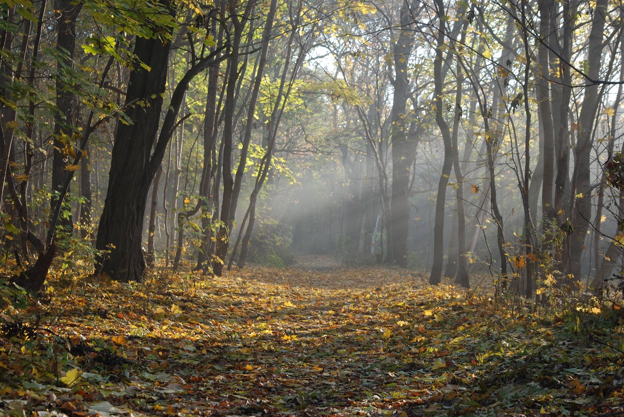 Forest Path Nature free image download