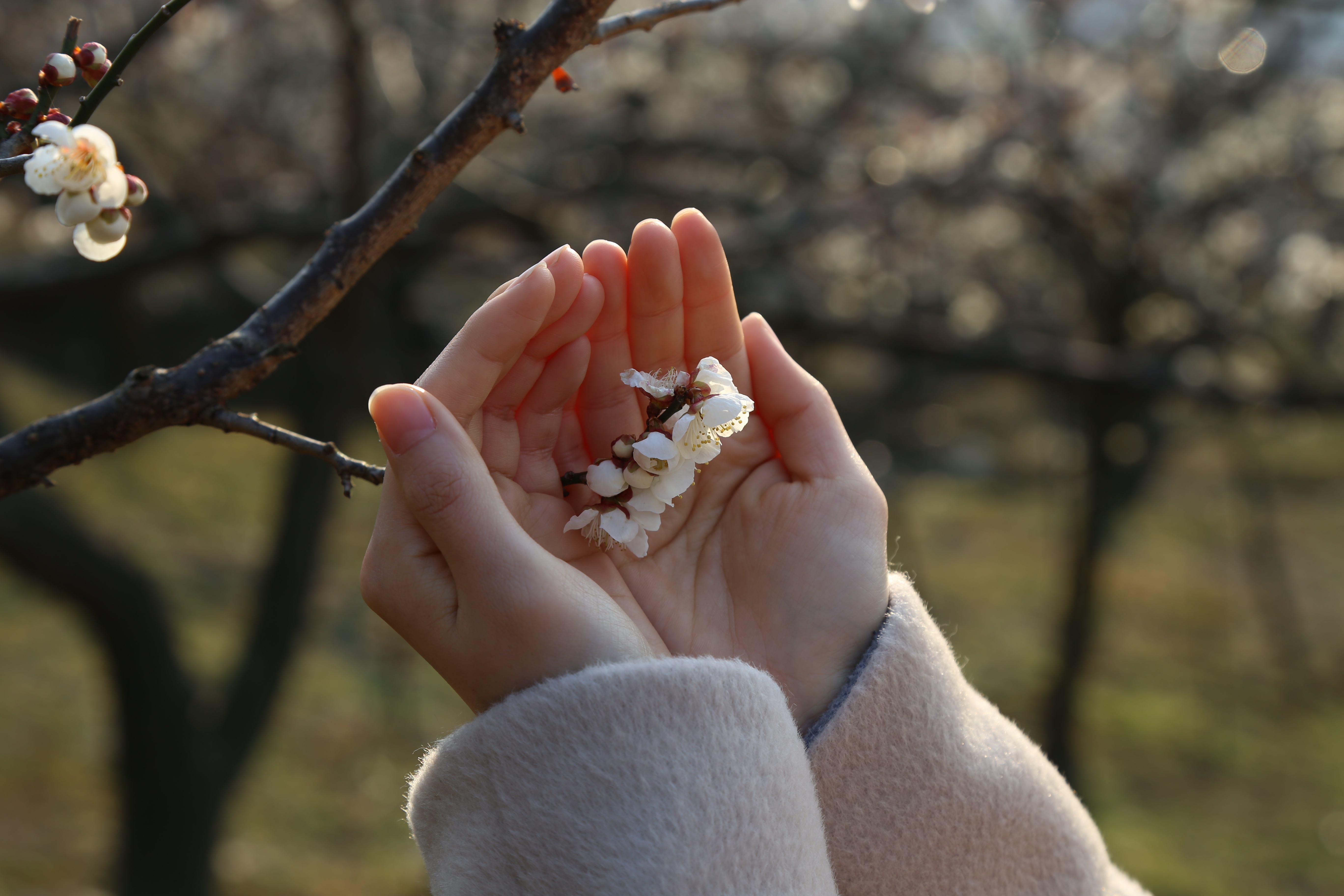 Plum Flowers Spring free image download