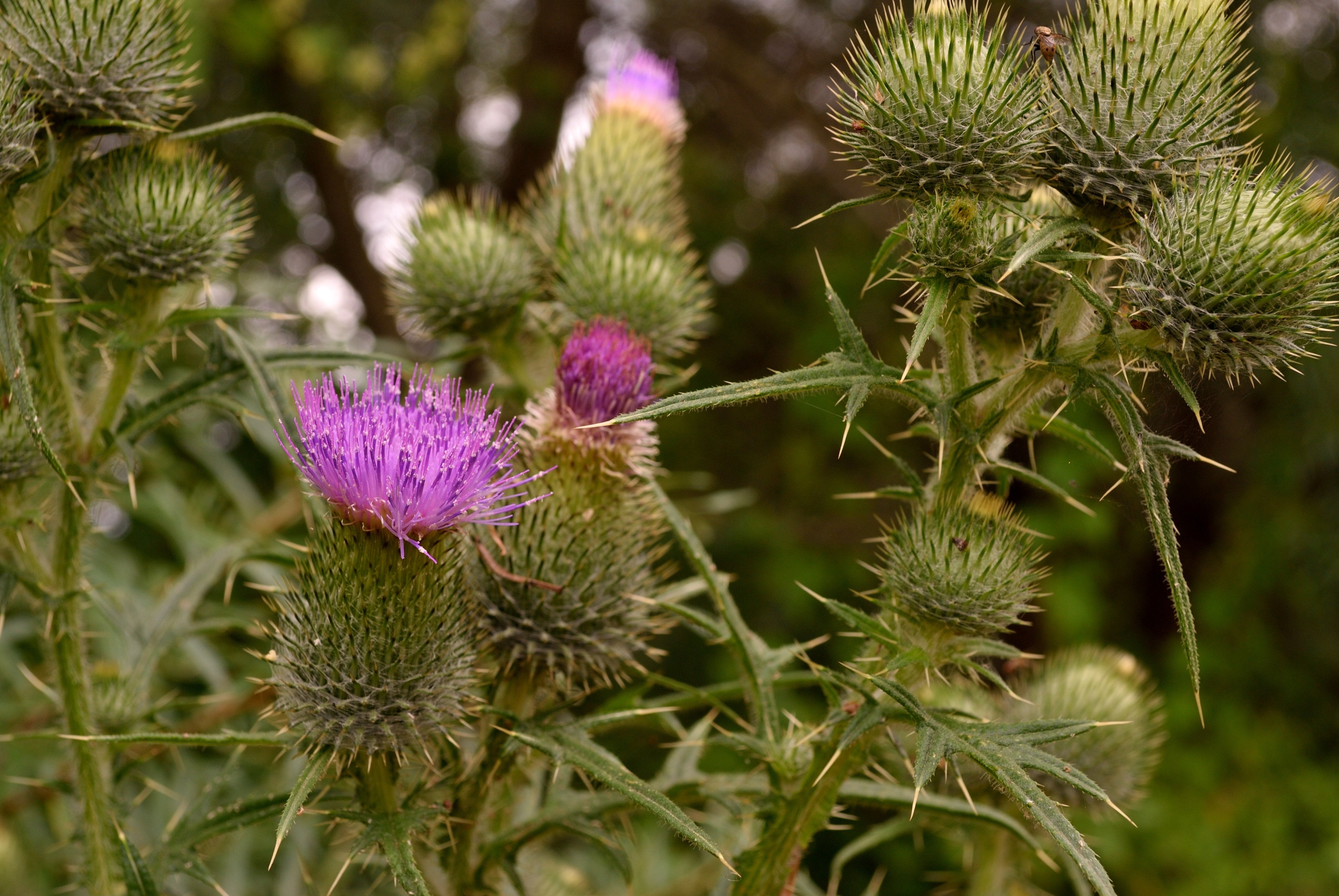 Flower Prickle free image download