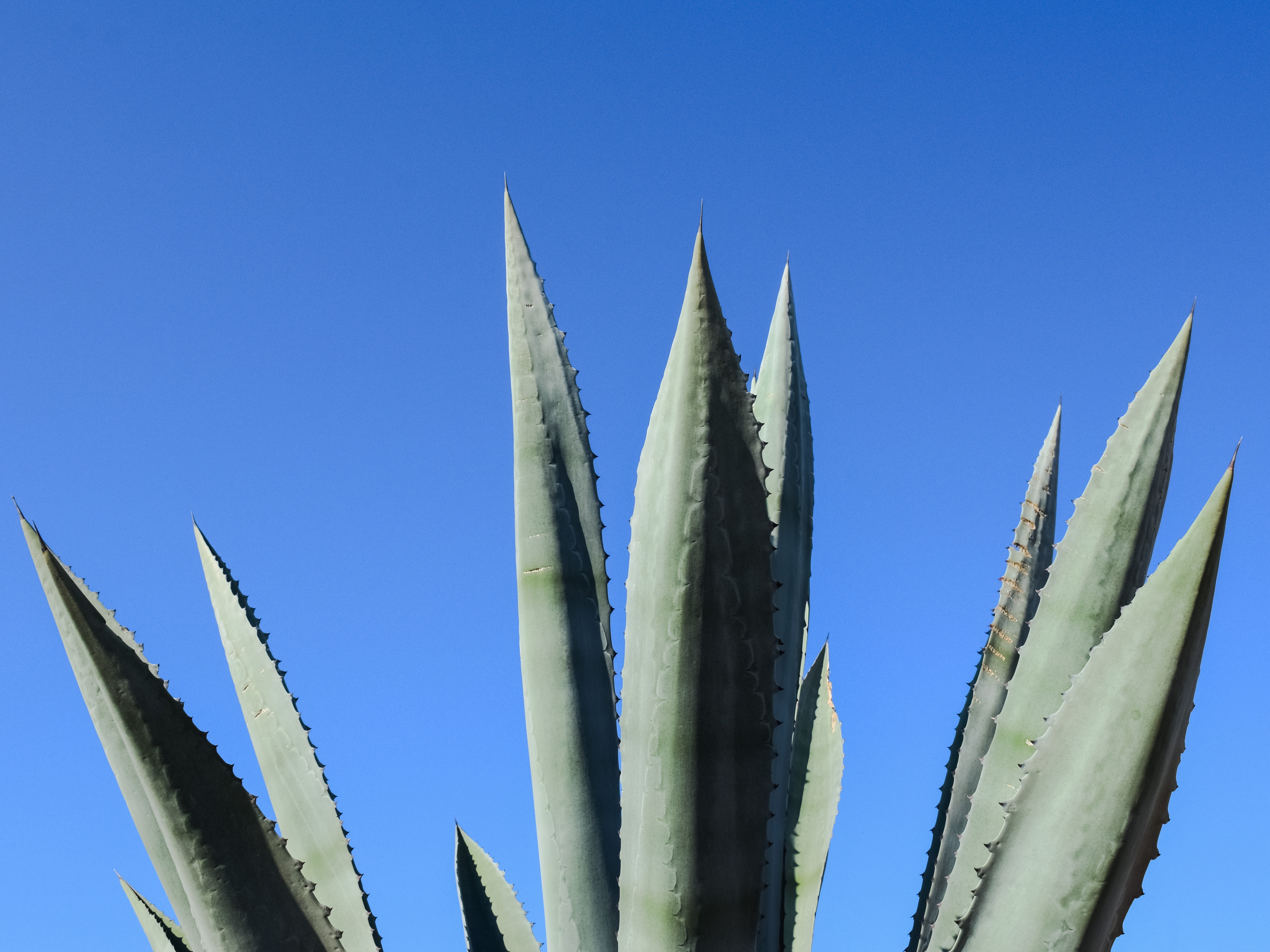 Aloe Vera Plant Cactus free image download
