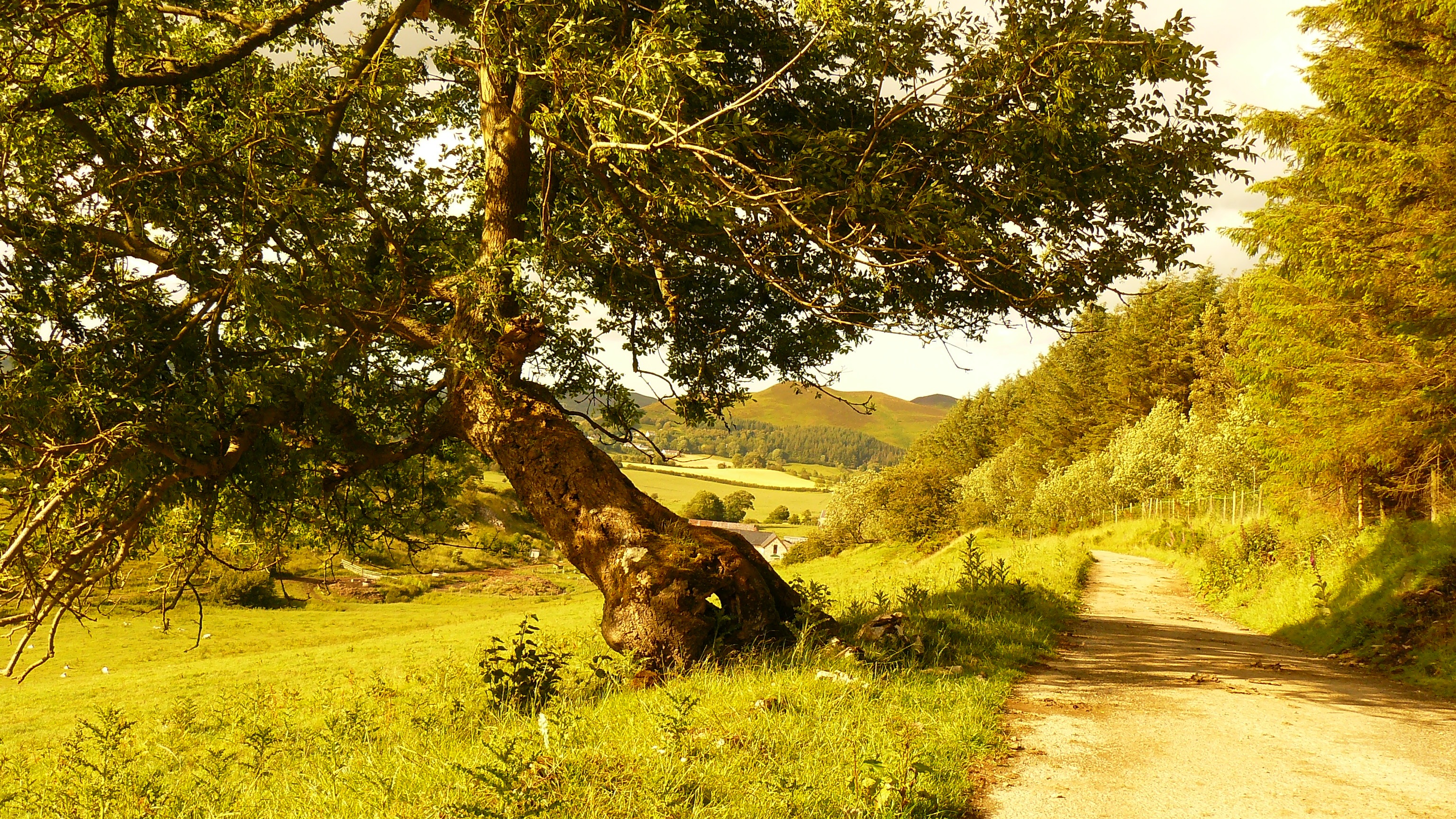 Tree Path Landscape free image download