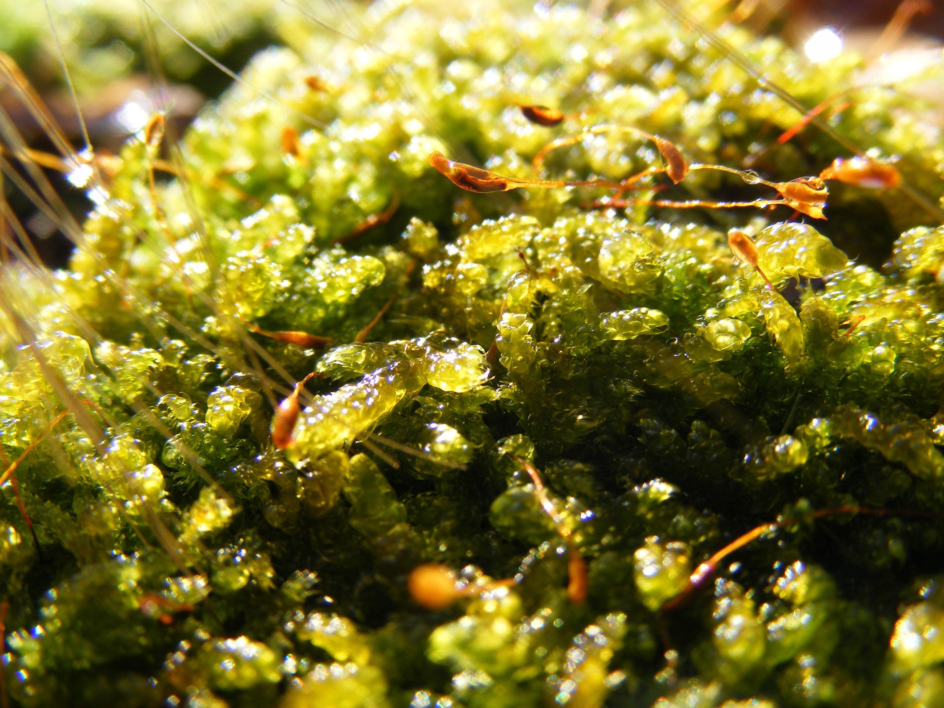 Moss Green Forest free image download