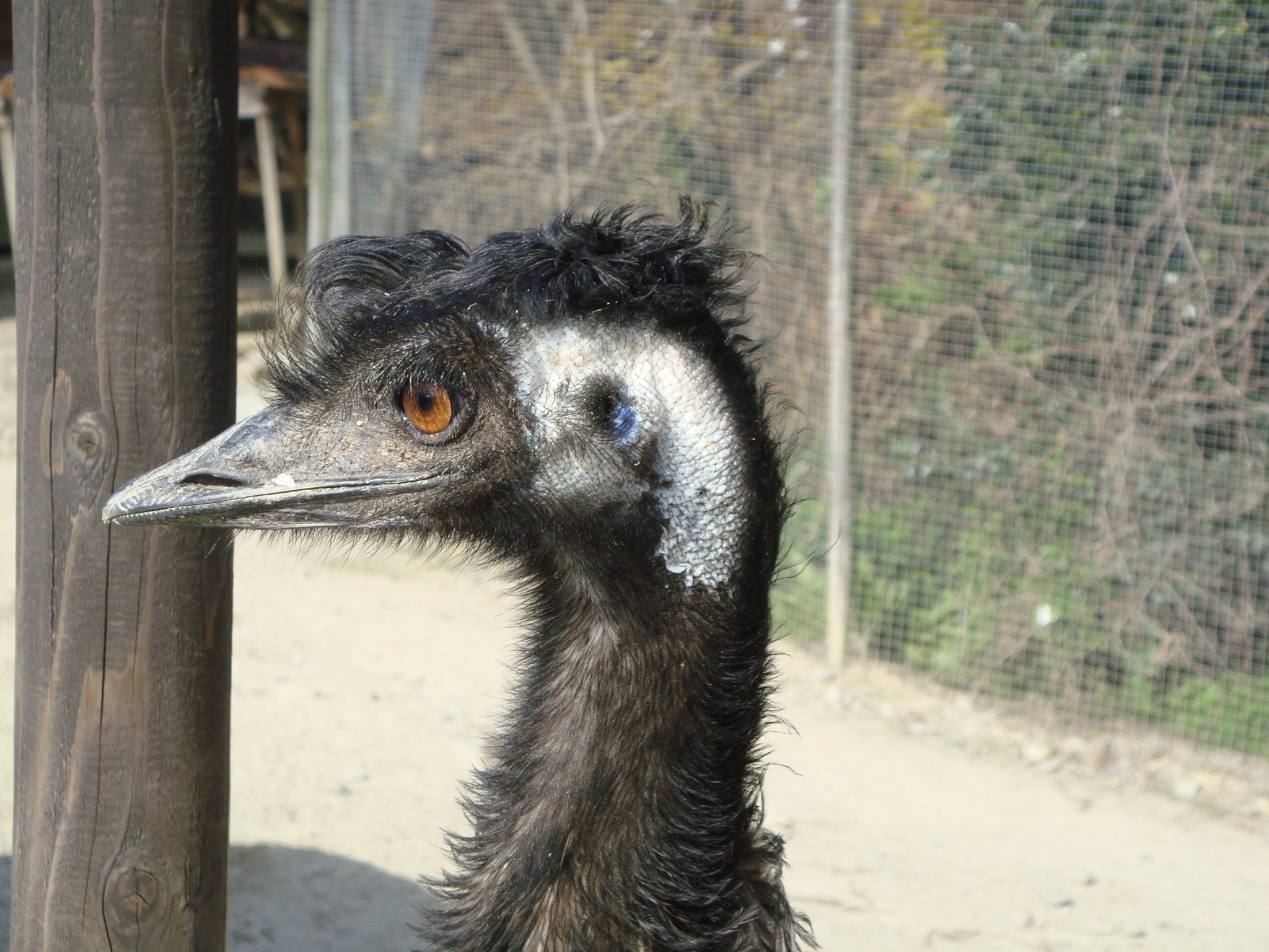 Ostrich Bird free image download