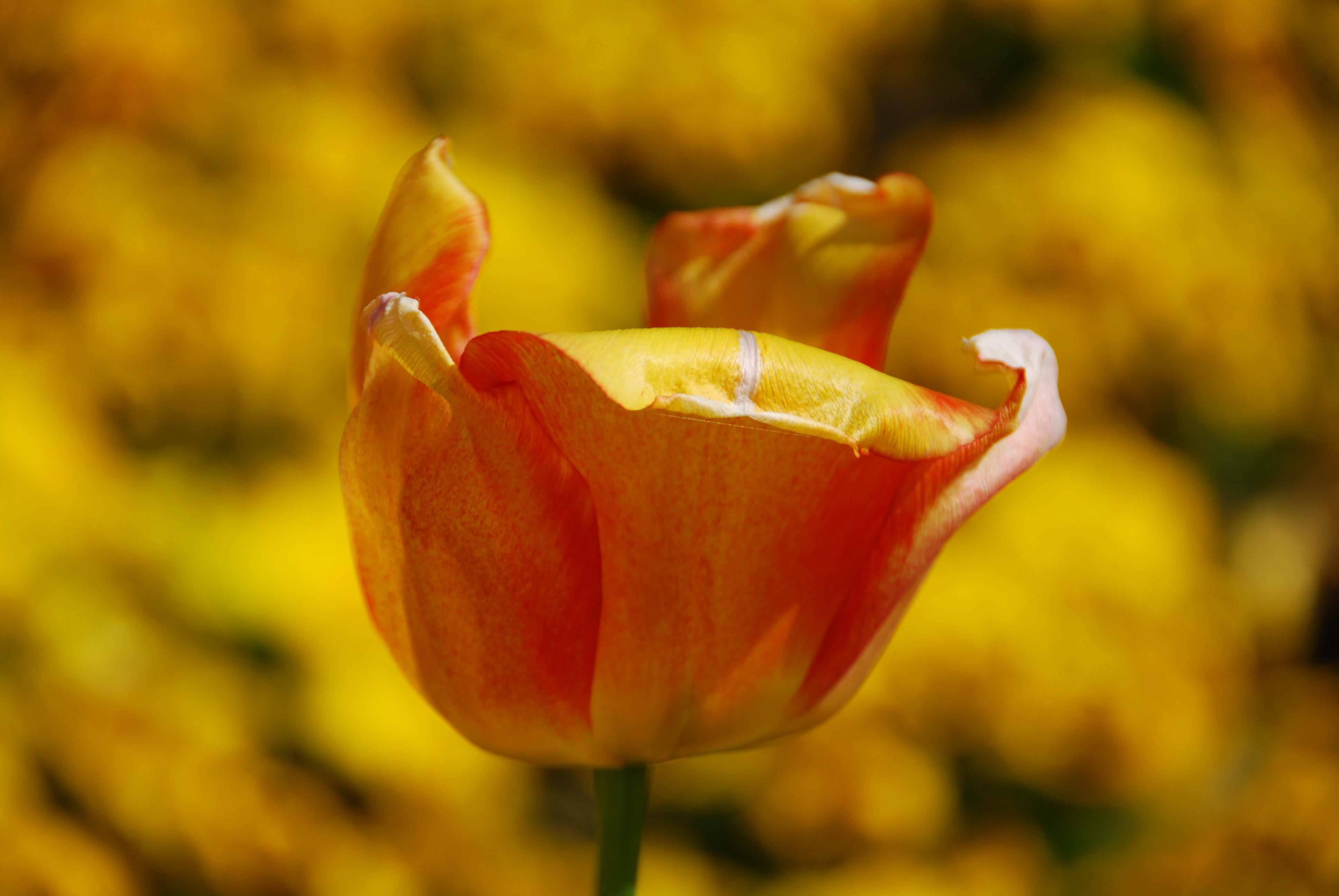 Tulip Flower Yellow free image download