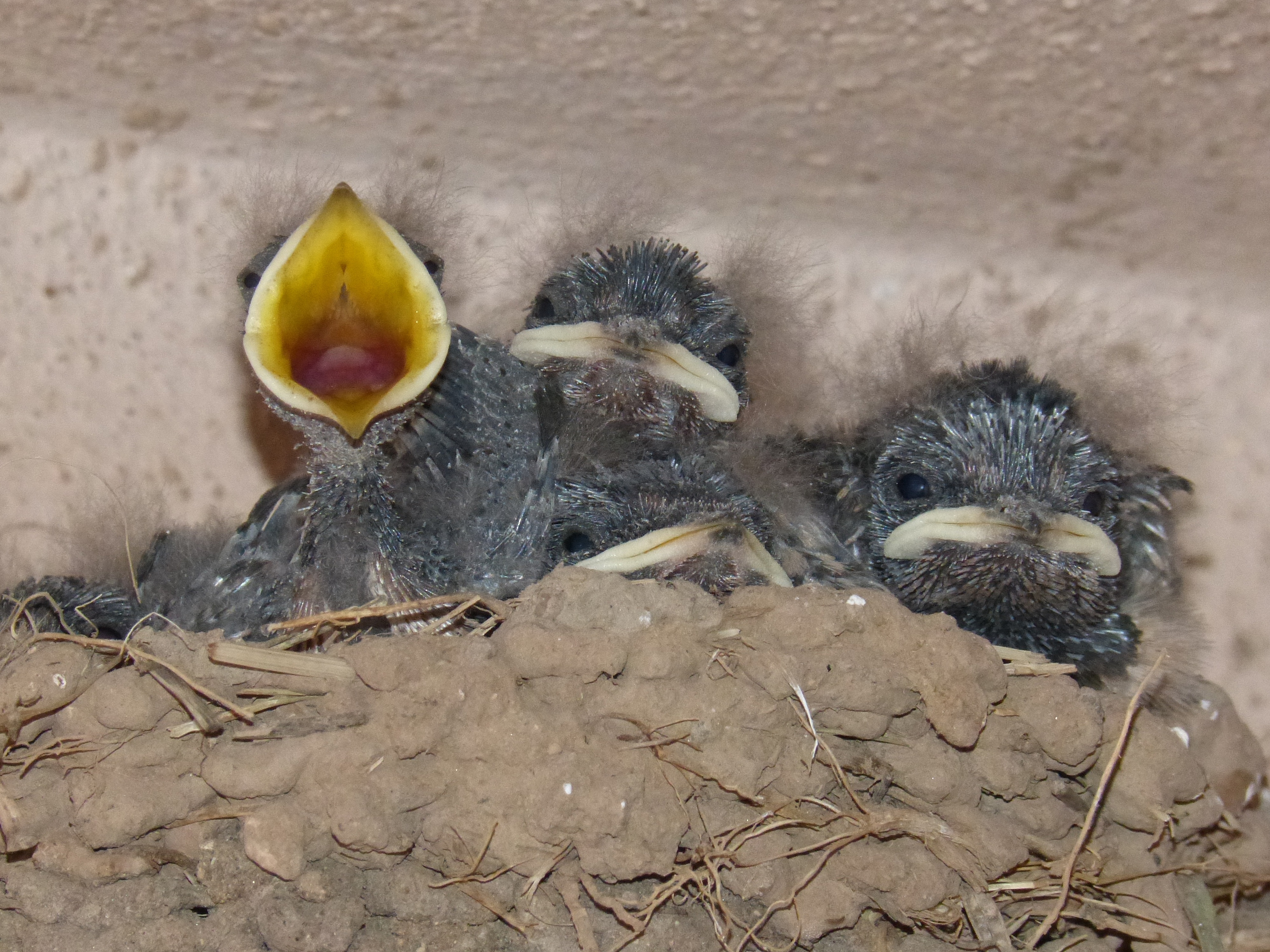 Screaming birds free image download