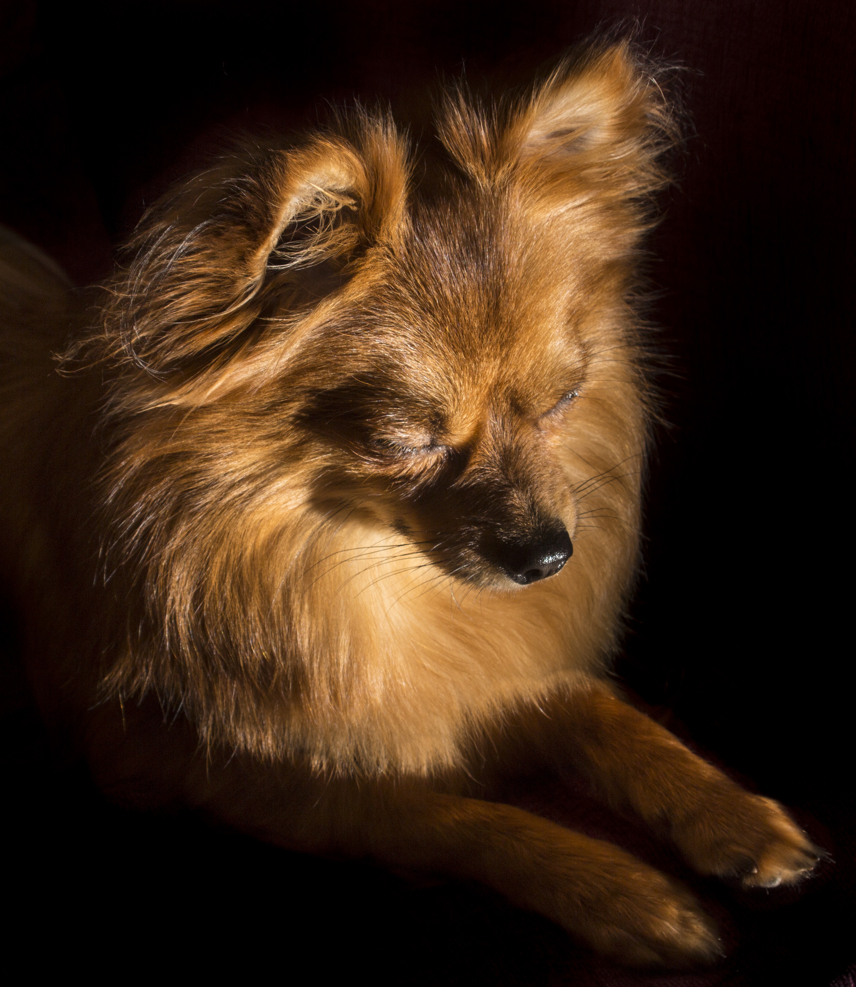 Dog Dave Pet free image download