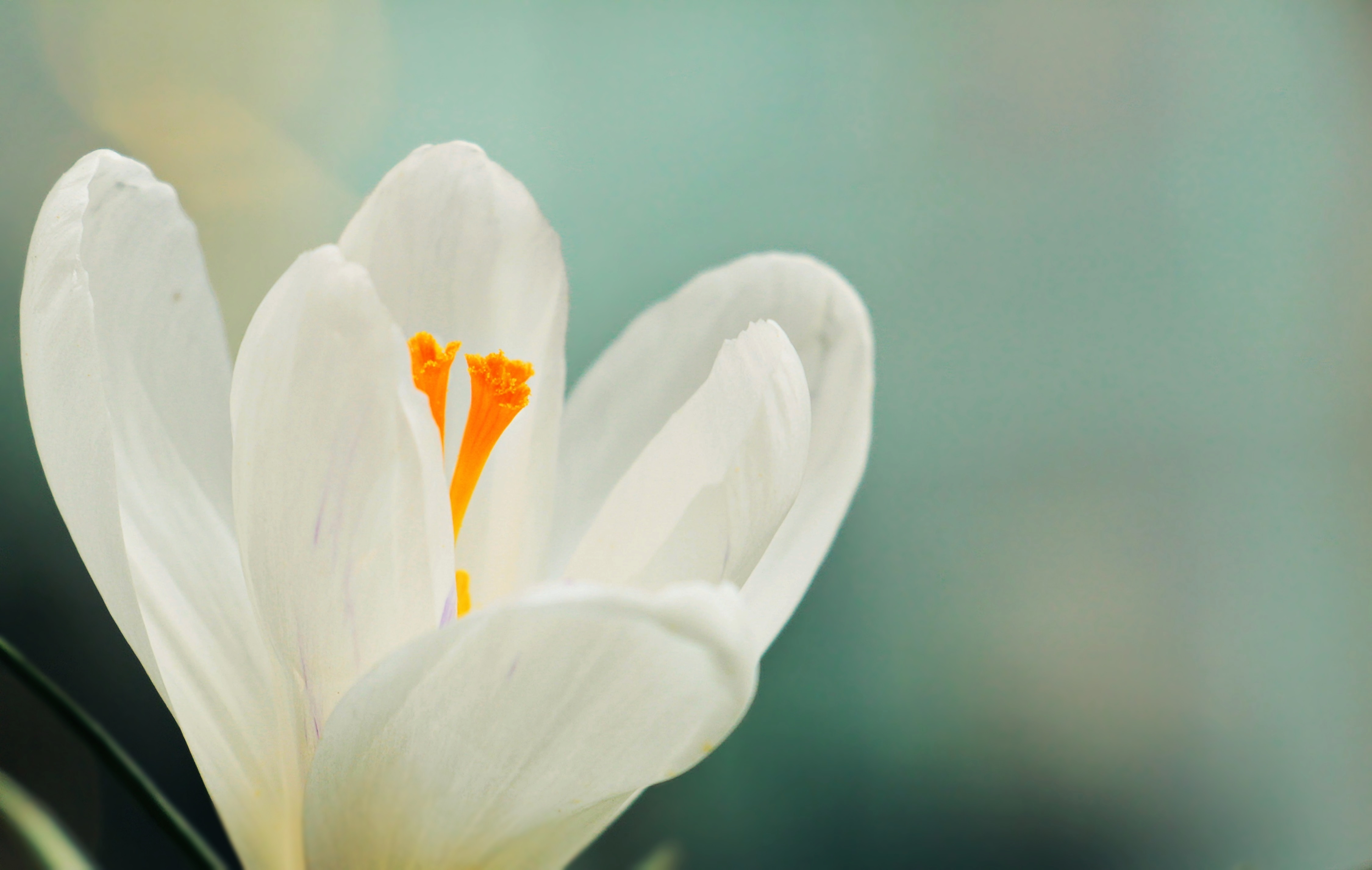 Crocus Flower Spring free image download