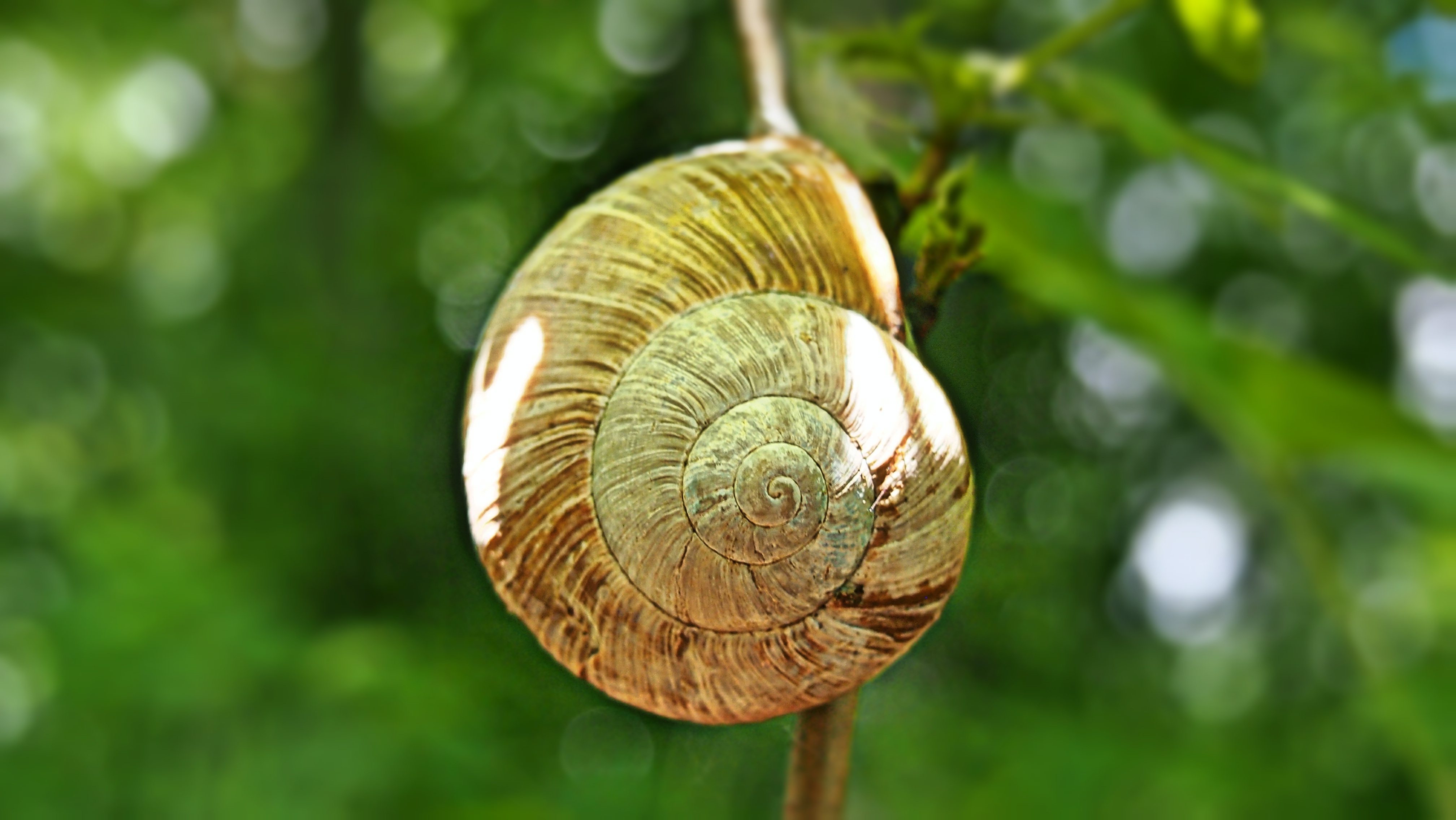 Green Conch Nature free image download