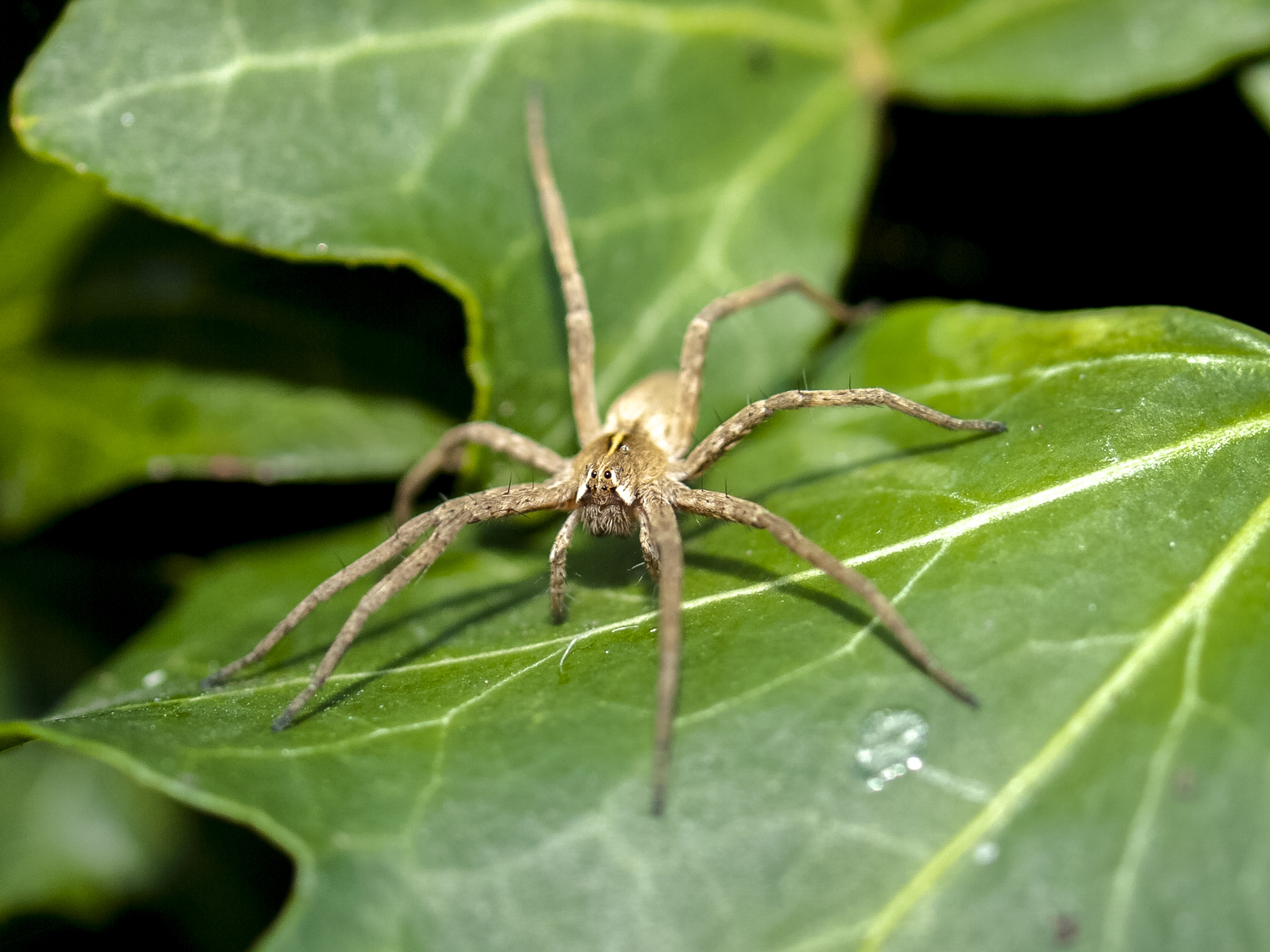 Spider Nature free image download