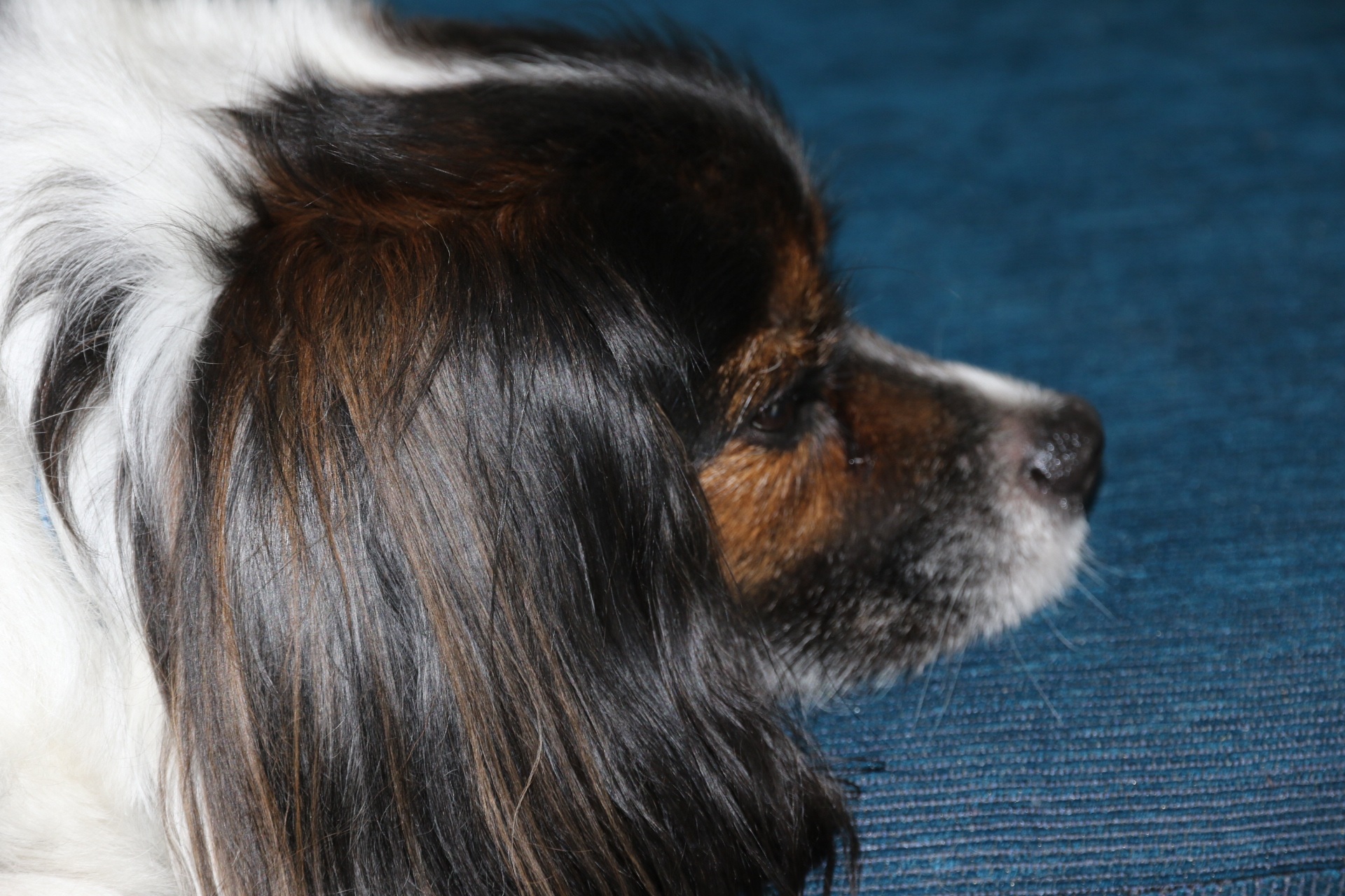 Animals Dog Pensive free image download