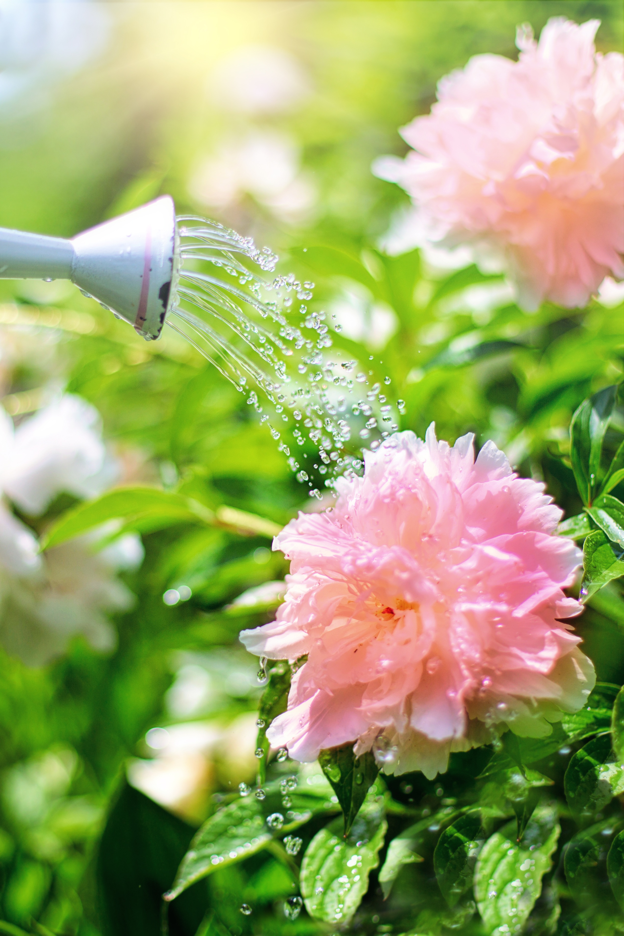 Watering Flowers Peonies free image download