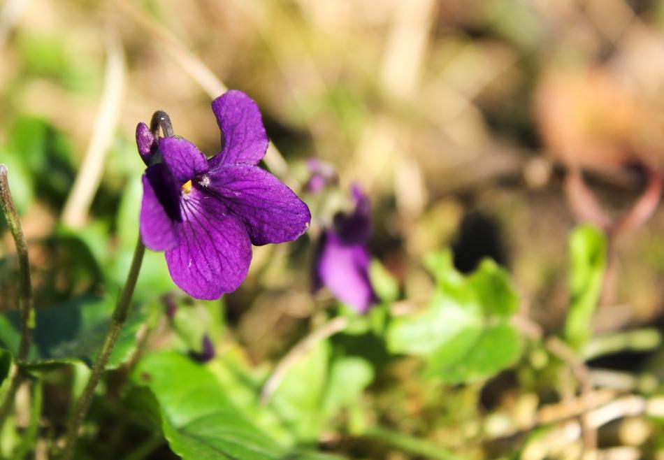 Violets Flower Violet free image download