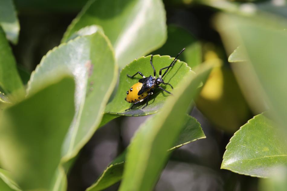 Nature Insects free image download