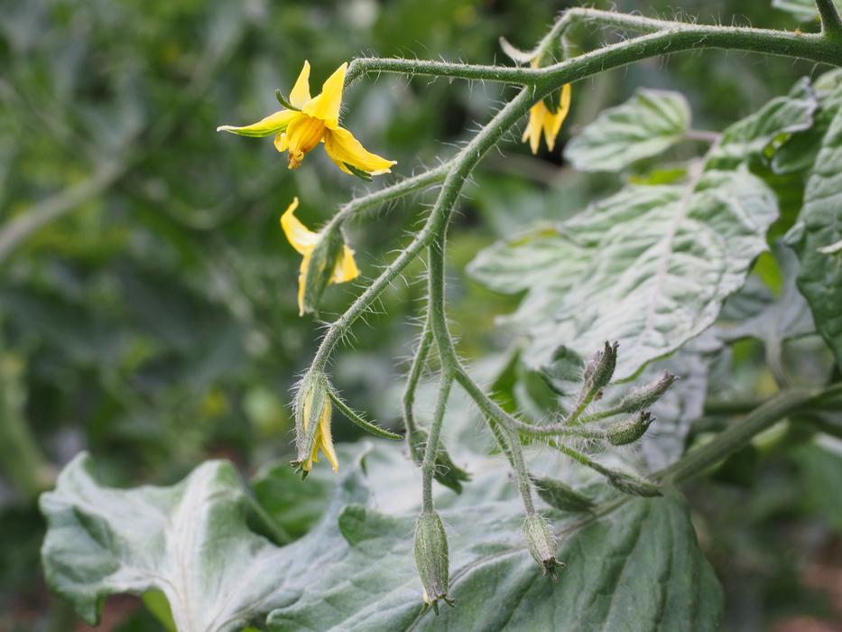 Tomato Flower Blossom Bloom free image download