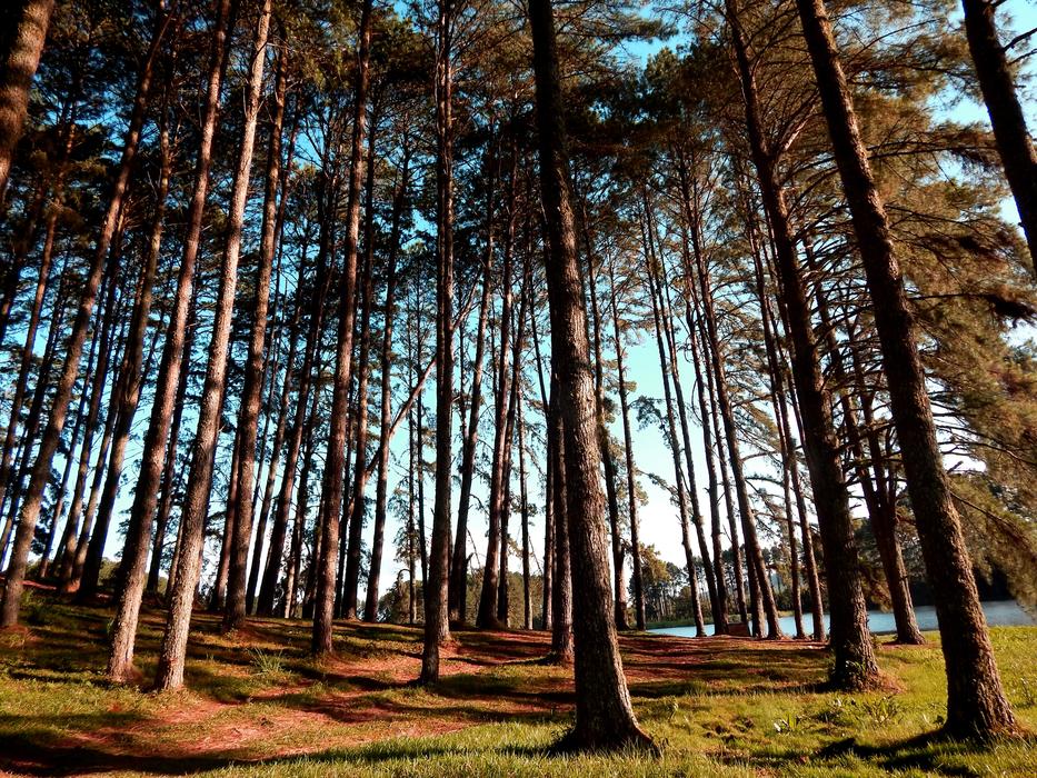 Nature Trees Dam free image download