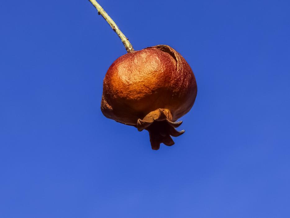 Rotten Pomegranate Rotting free image download
