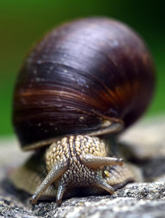 Snail Shell Mollusk free image download