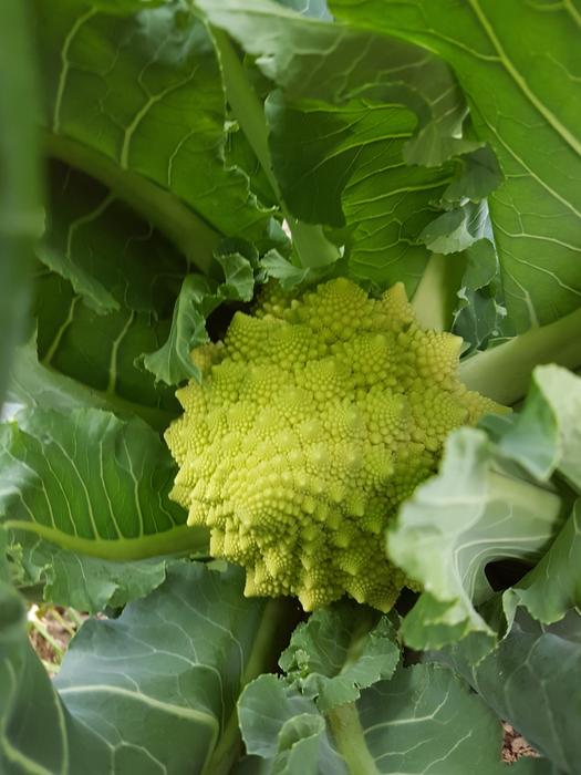 Green fruit on the bush free image download
